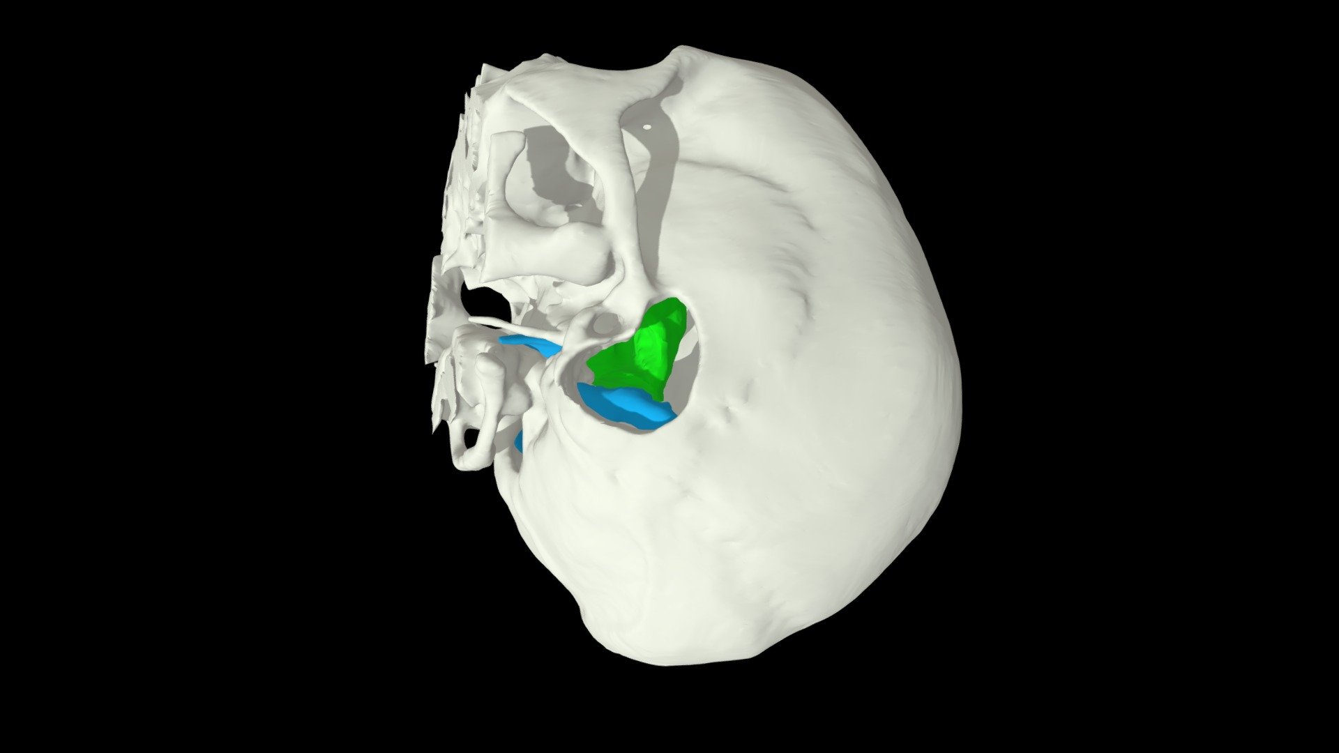 SB0001 TL - 3D model by SkullBasics [9915da3] - Sketchfab