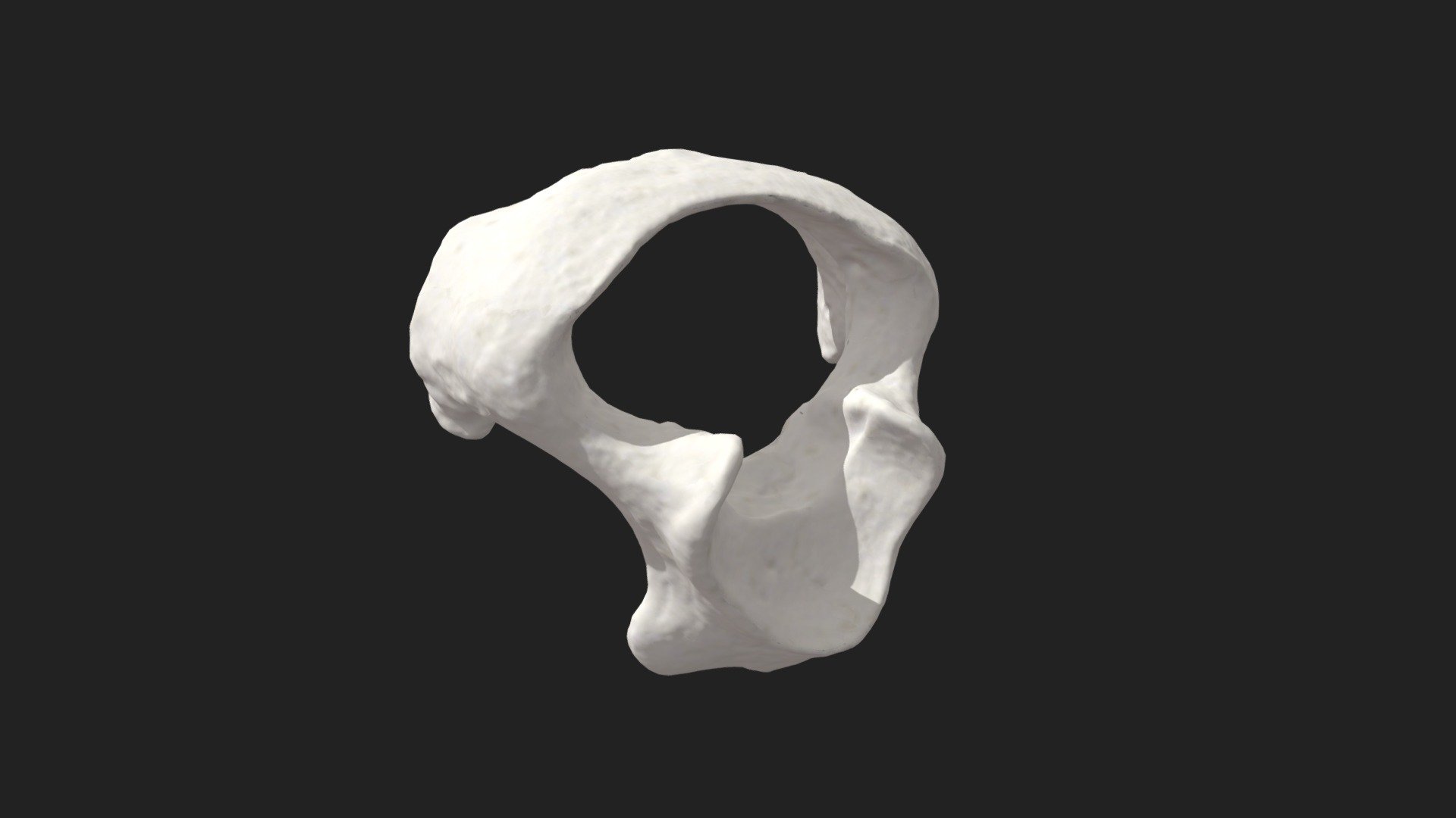 1st cervical vertebra (atlas) chicken - 3D model by vetanatMunich ...