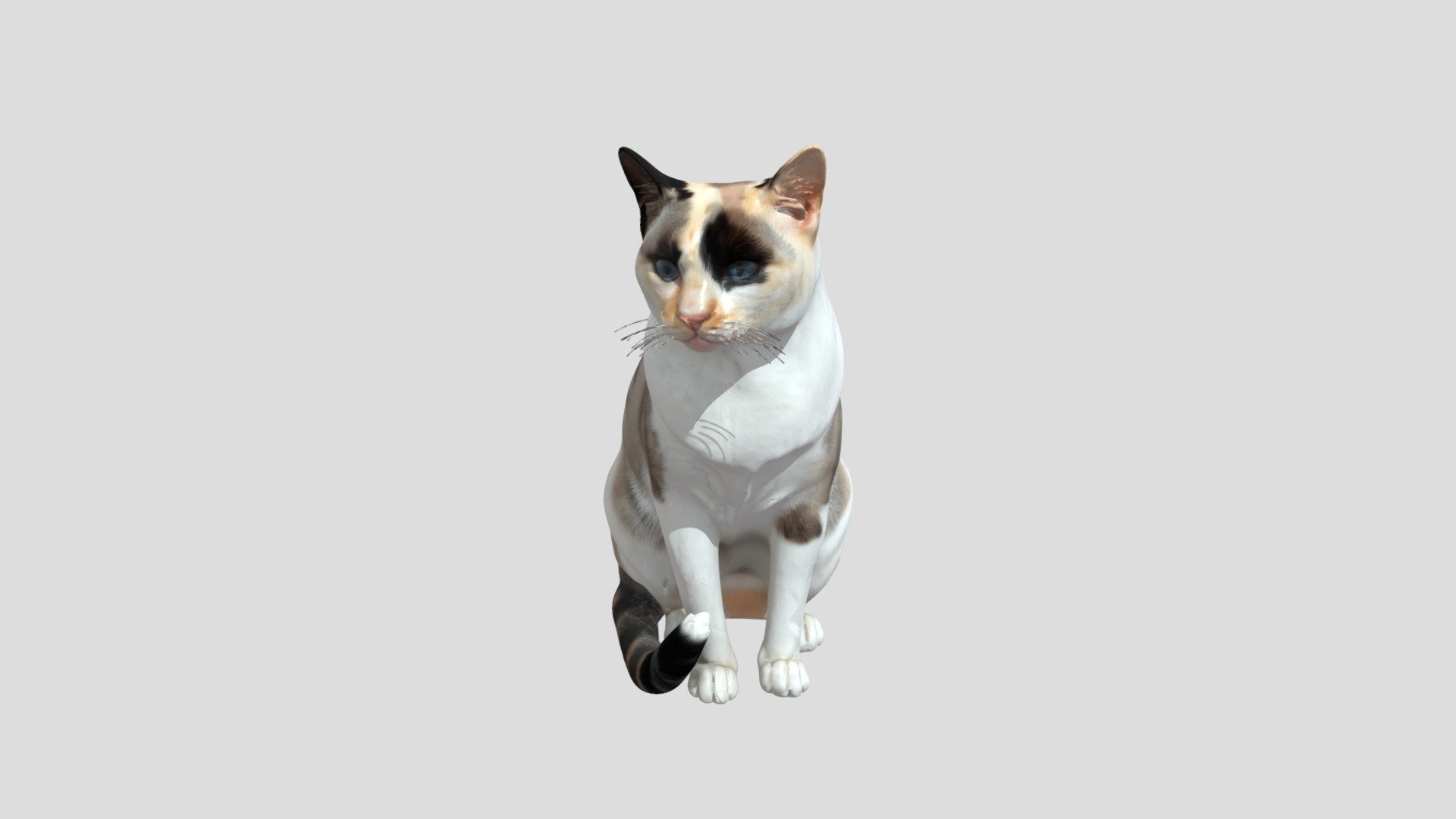 Blue-Eyed Calico - 3D model by Misopinto [9917ba1] - Sketchfab