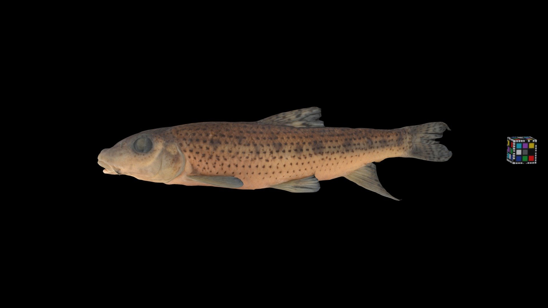 ズナガニゴイ Long-head Barbel Steed, H. longirostris - 3D model by ffish.asia ...