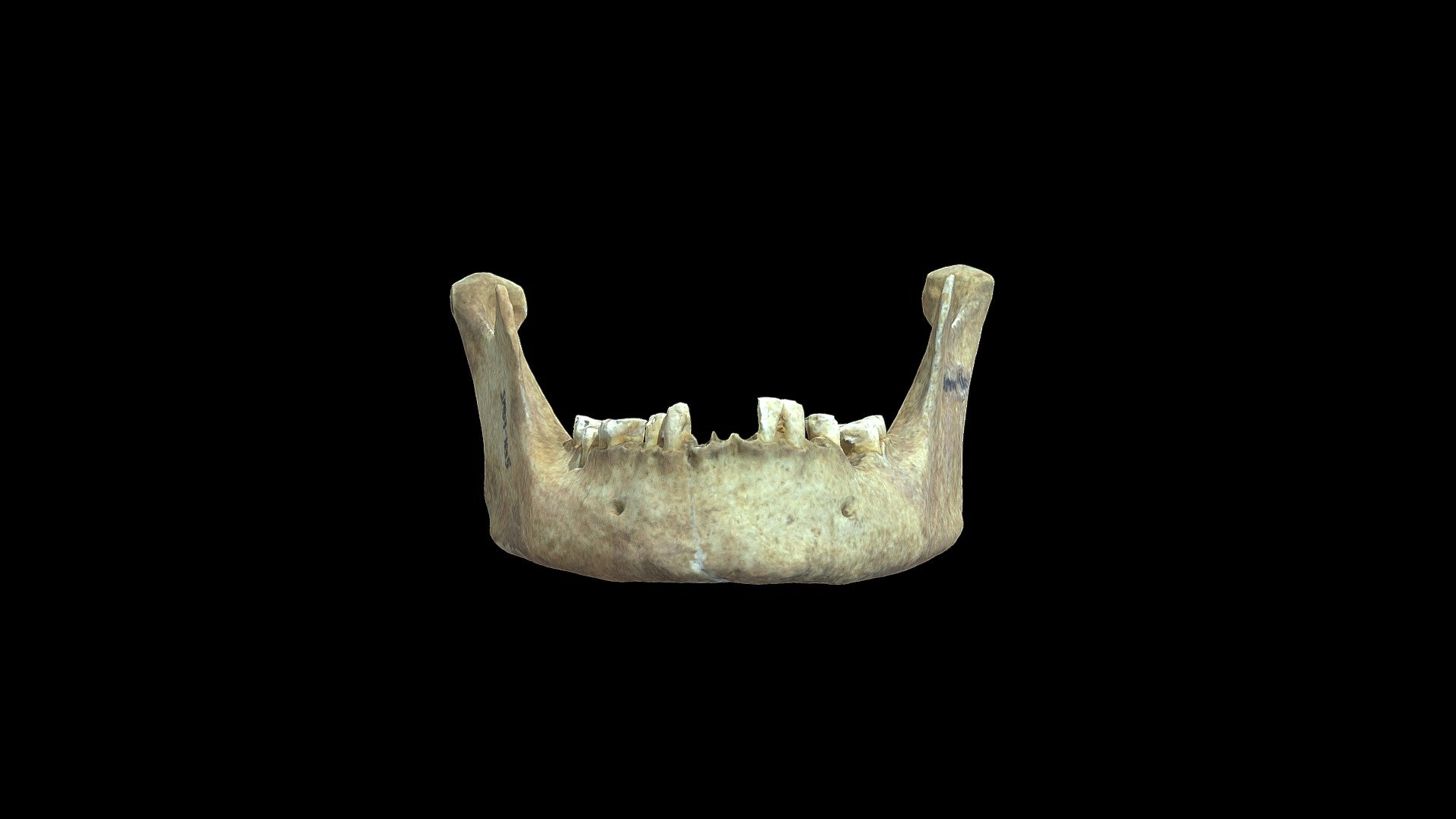Mandible - 3D model by ArcheOs UGent (@ArcheOs) [991f80c] - Sketchfab