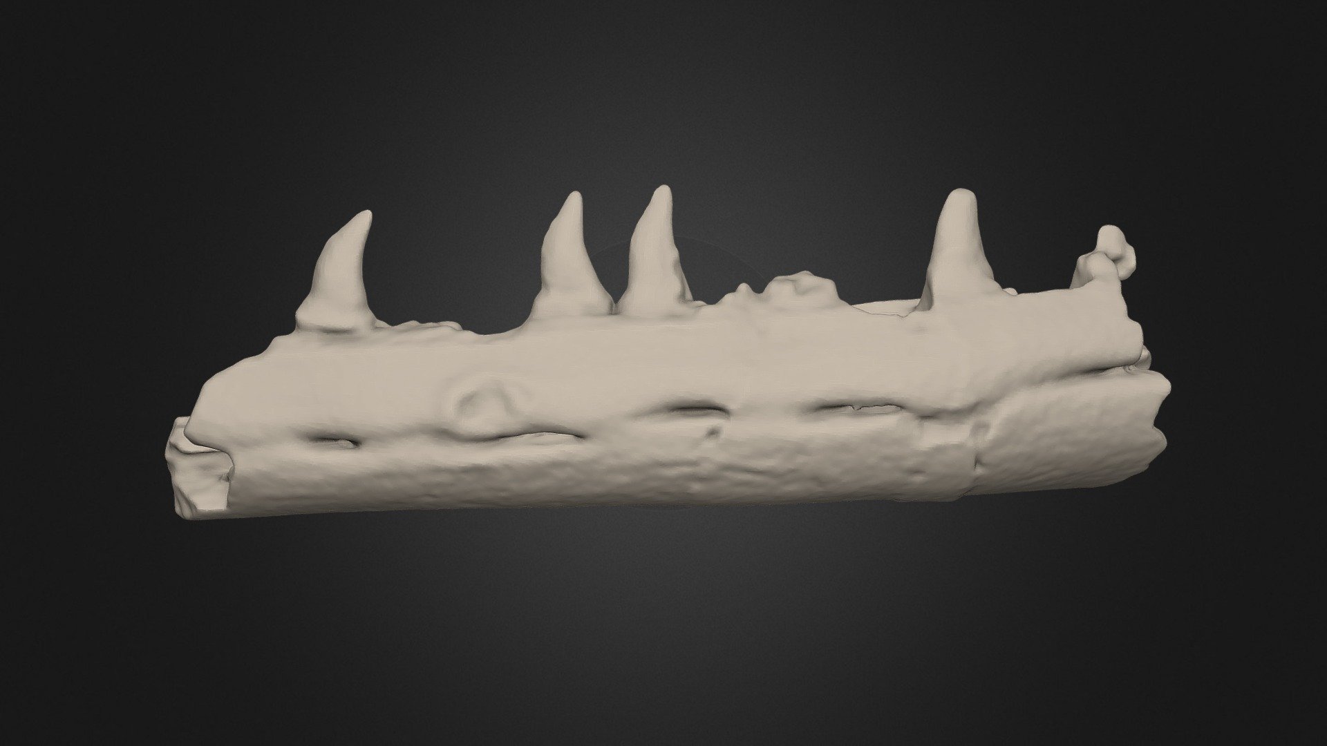 Halisaurus Dentary Fragment - 3D model by Olof Moleman (@lordtrilobite ...