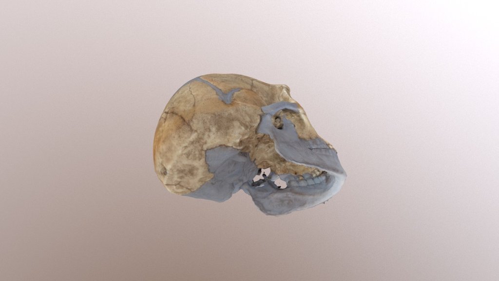 Neanderthal Skull - 3D model by rtrachman [9928b44] - Sketchfab