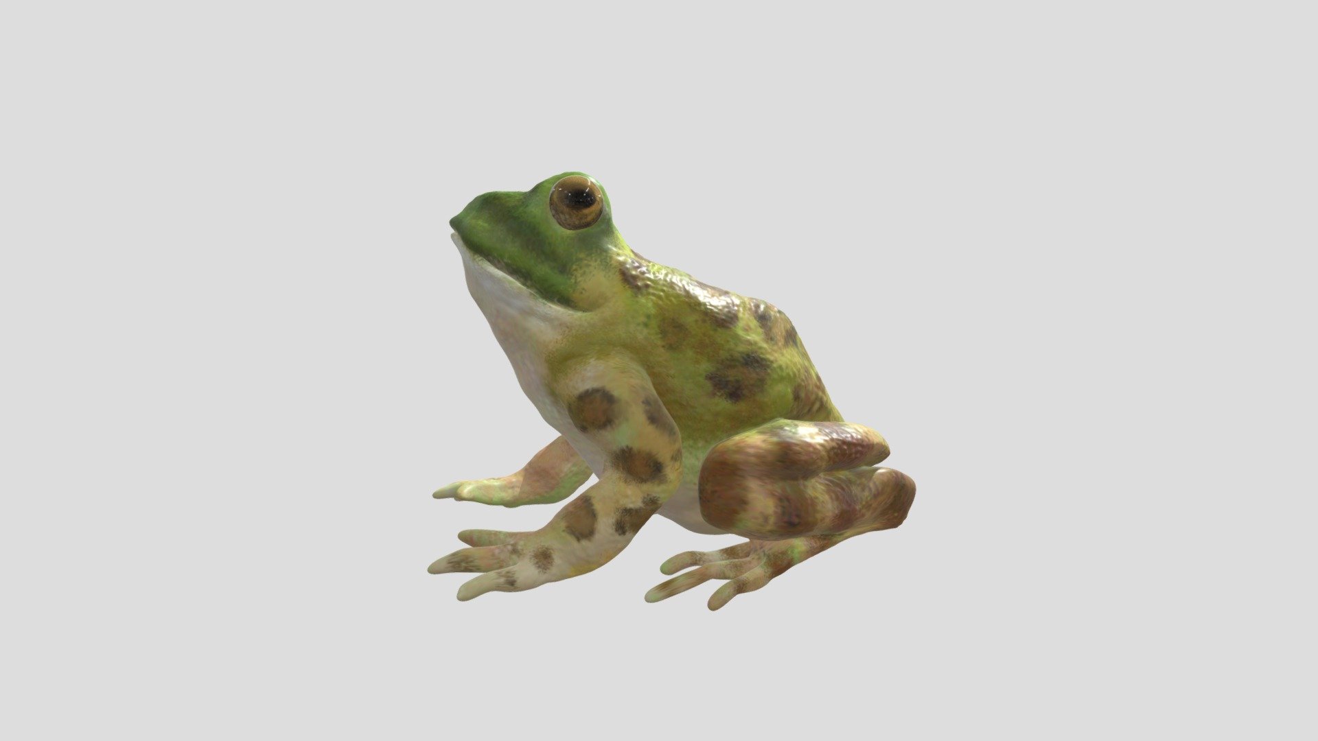 Toad 3d model - Download Free 3D model by stemon123 [9929bf1] - Sketchfab