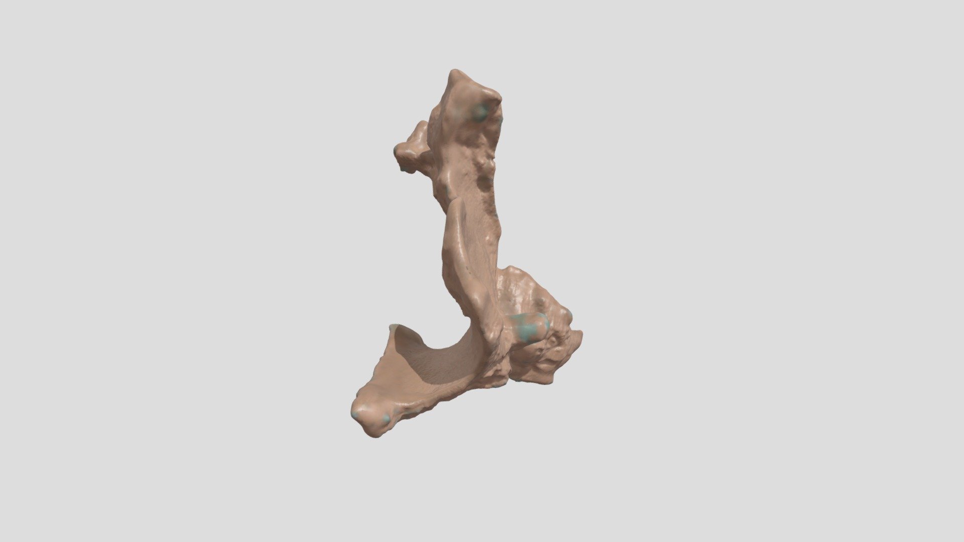Palatine (L) - 3D model by 3D Leiden Archaeology [99364f8] - Sketchfab