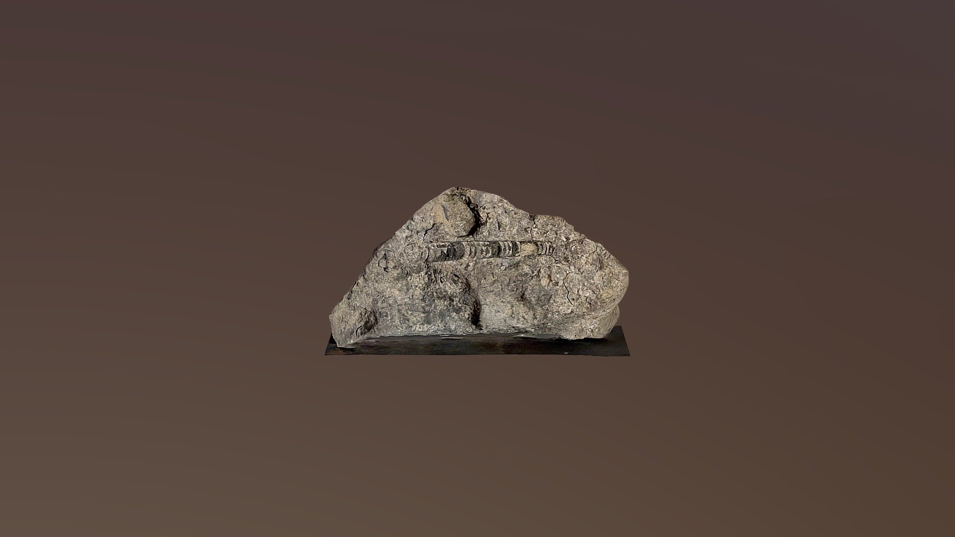 Cephalopod Fossil - Download Free 3D model by KaptainKarst [993cd21 ...
