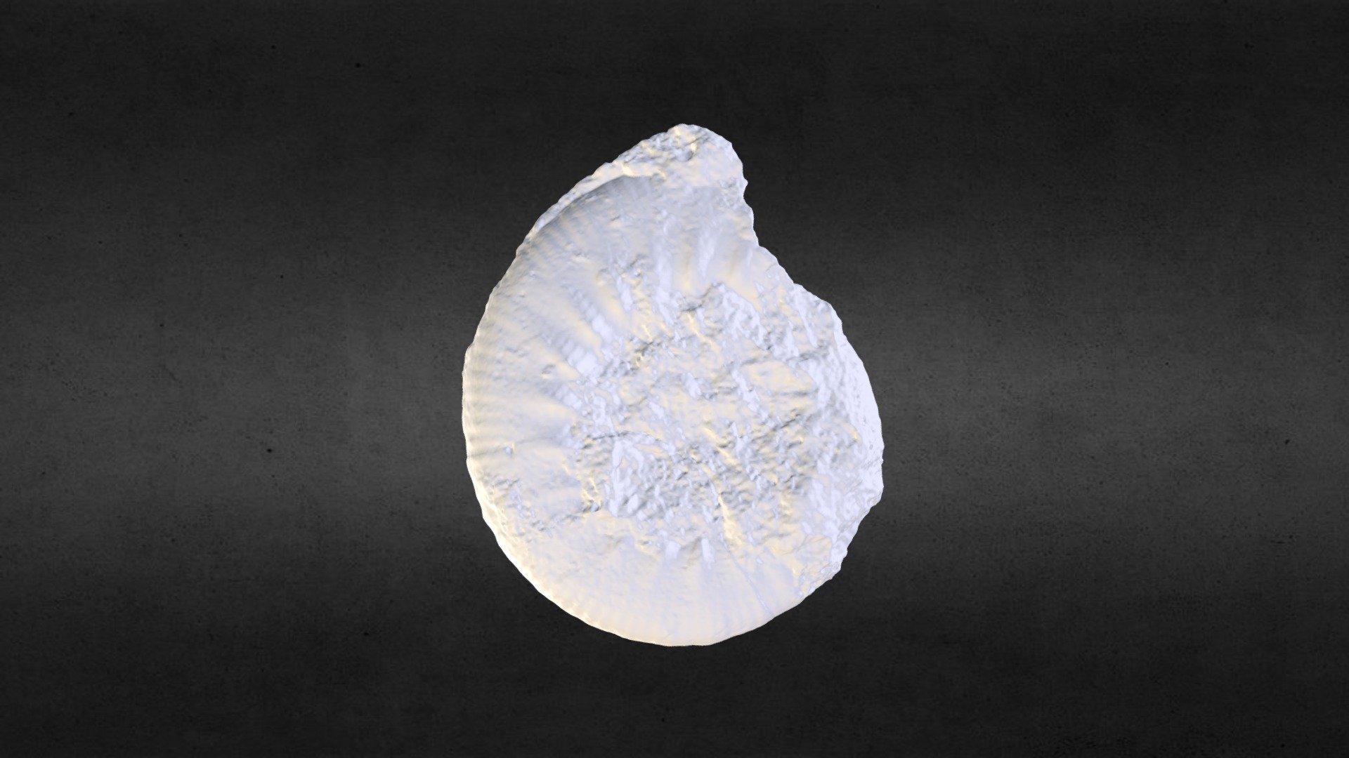 47 Rasenia cymodoce - 3D model by 3d Fossils GB (@3dFossils) [993f8a2 ...