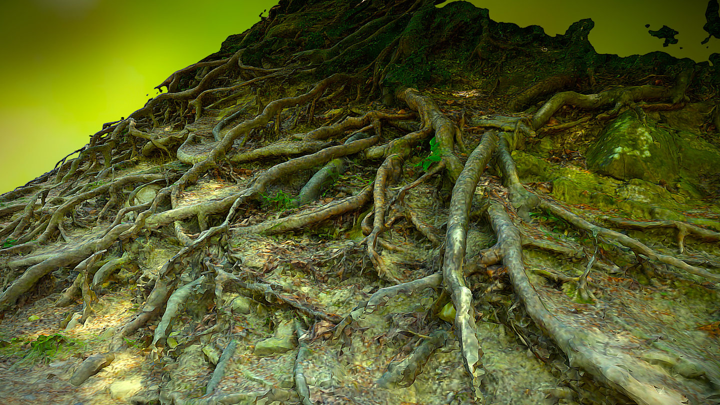 Roots - 3D model by Paul (@paul3uk) [99487b7] - Sketchfab