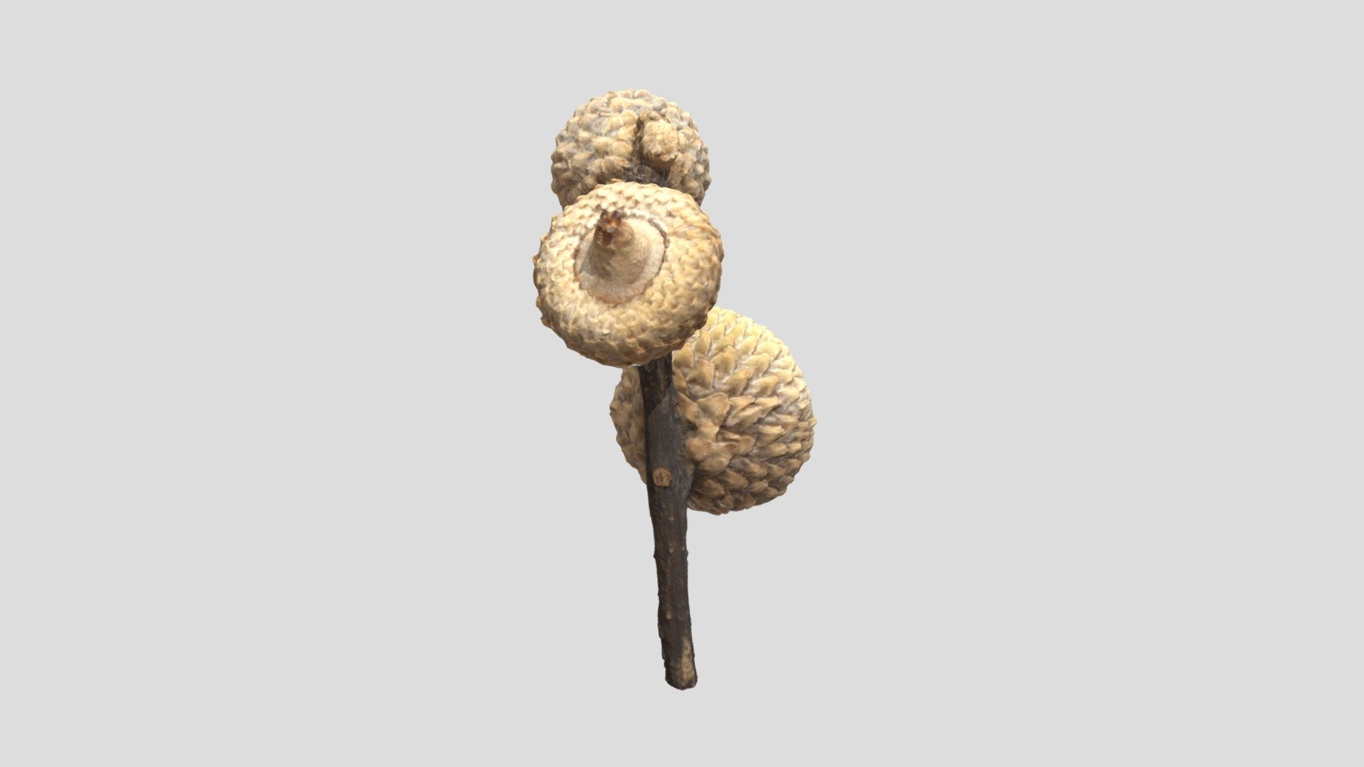 Acorn cluster - 3D model by Lapis Design (@LapisDesign) [99499ff ...