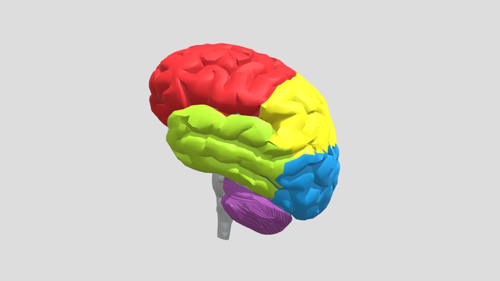 Brain parts - Download Free 3D model by florgiuse [994c812] - Sketchfab