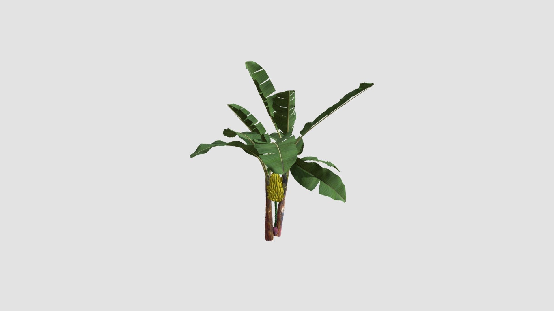 Musa acuminata for CinemaD - Buy Royalty Free 3D model by Evermotion ...