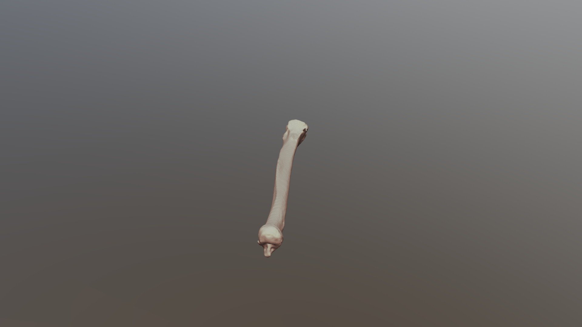 Human Ulna - 3D model by OU Libraries (@libedge) [9950ee2] - Sketchfab