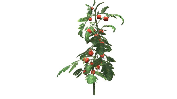 Tomato-plant 3D models - Sketchfab