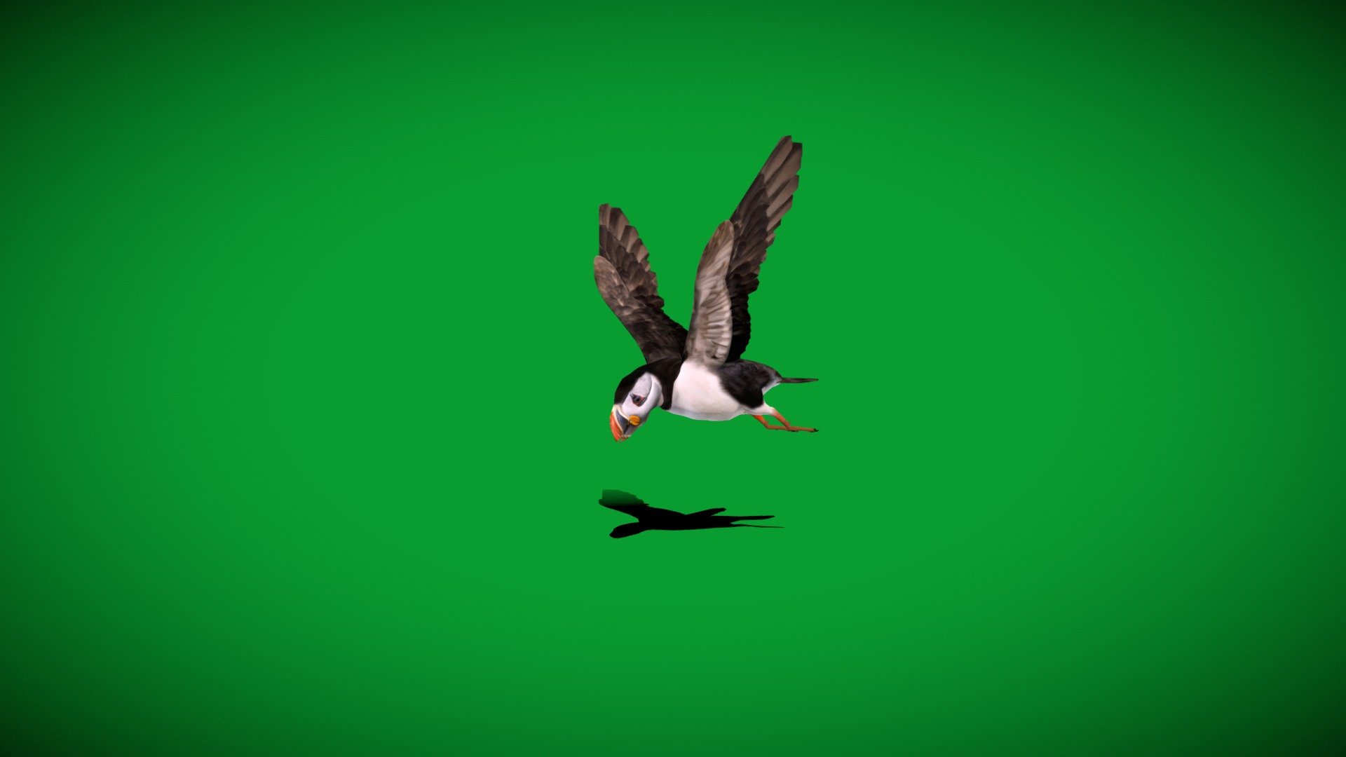 Atlantic Puffin Seabird - 3D model by Nyilonelycompany [9954996 ...