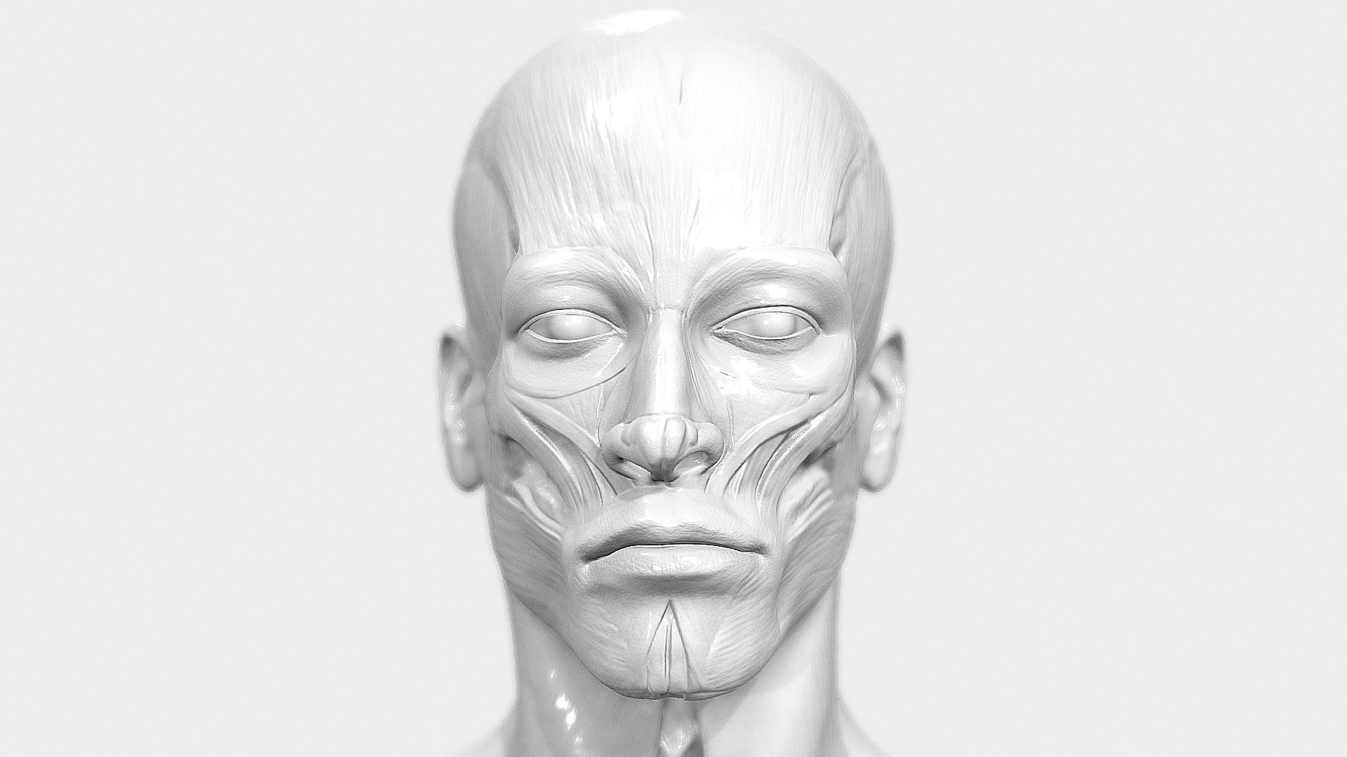 Facial ecorche - 3D model by Celia Pedrera Flores (@Celia_Pedrera ...