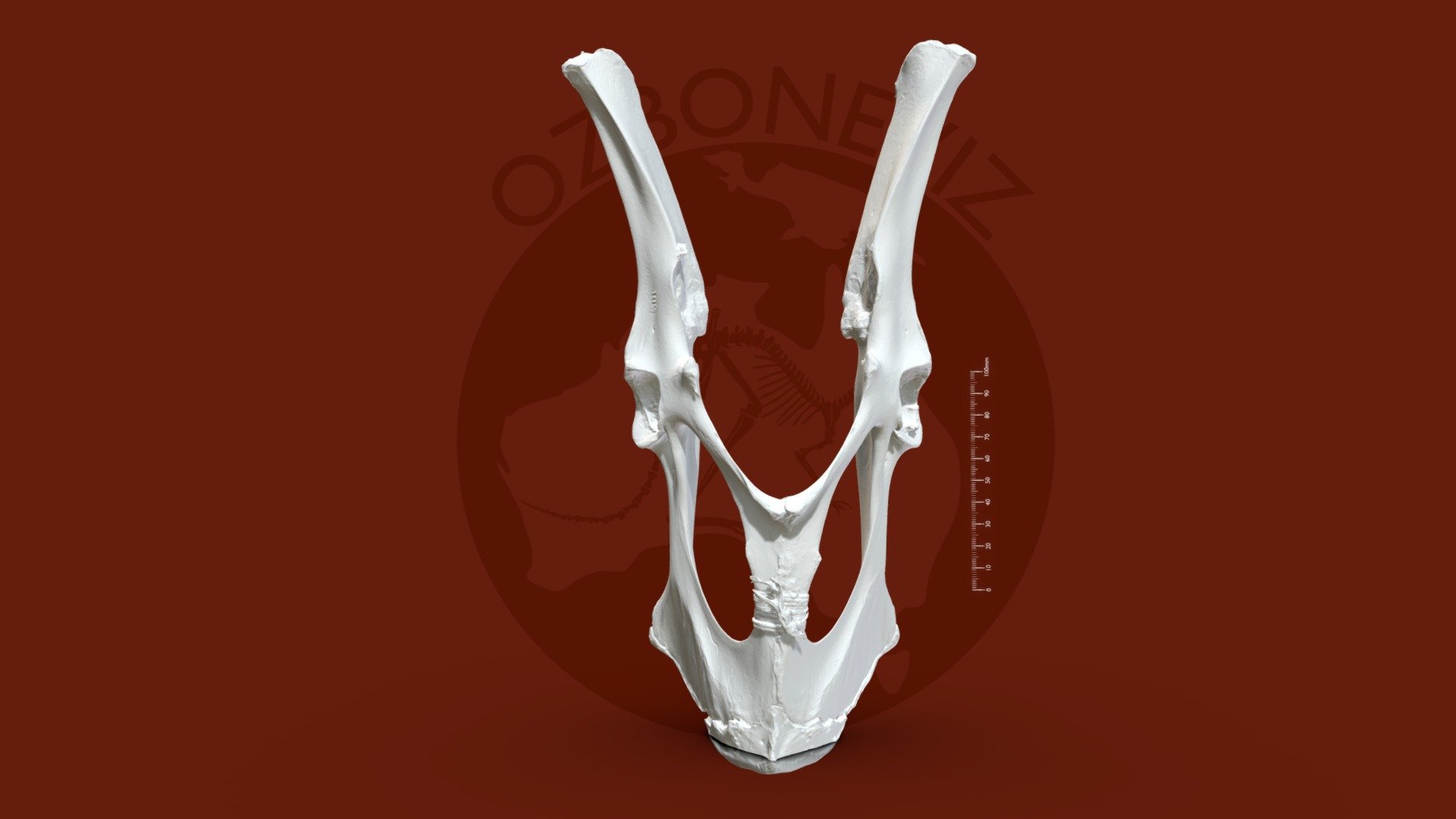 Eastern grey kangaroo pelvis - 3D model by Ozboneviz [9960358] - Sketchfab