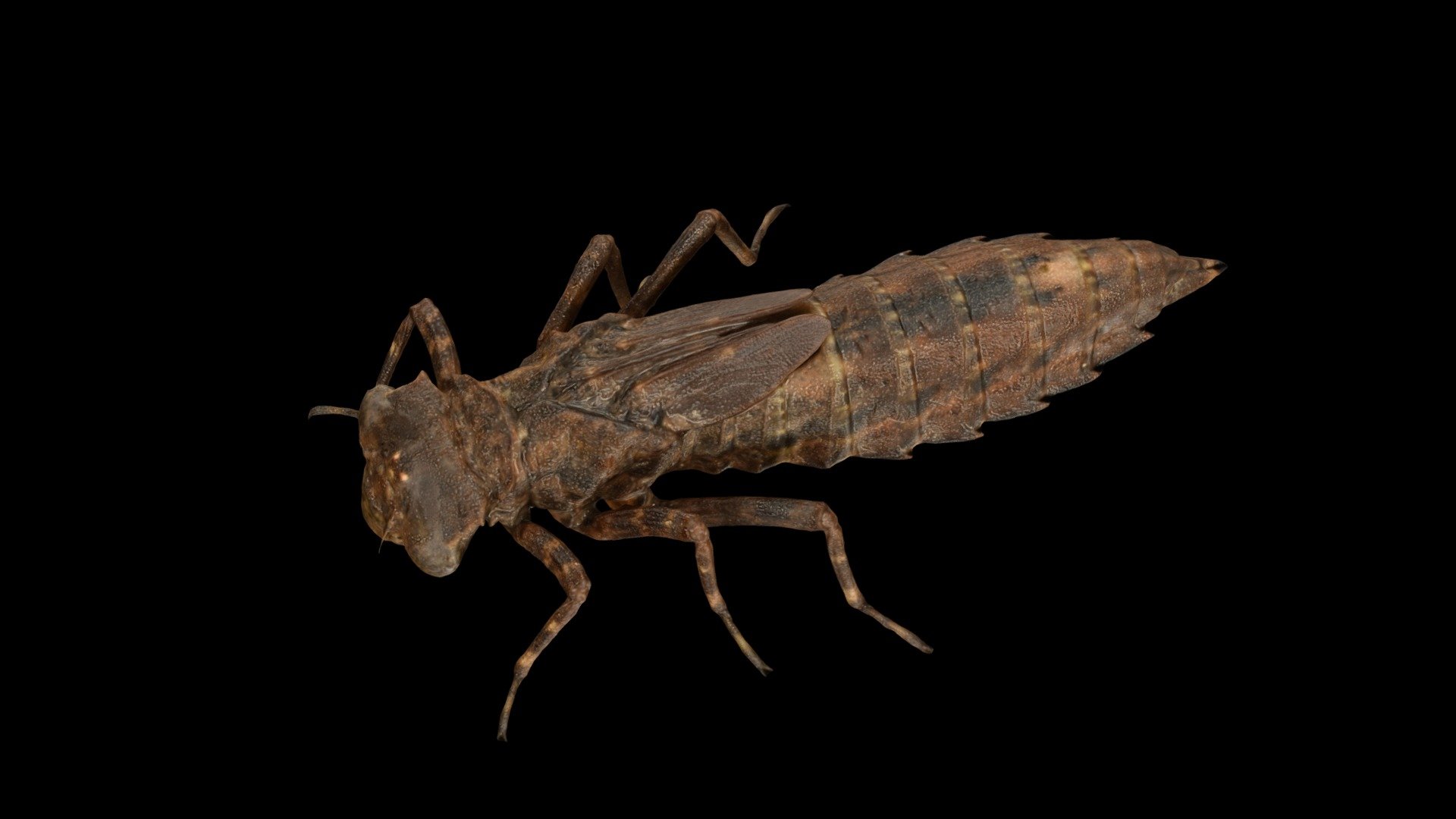 CC0 コシボソヤンマ Spotted Darner, Boyeria maclachlani - Download Free 3D ...