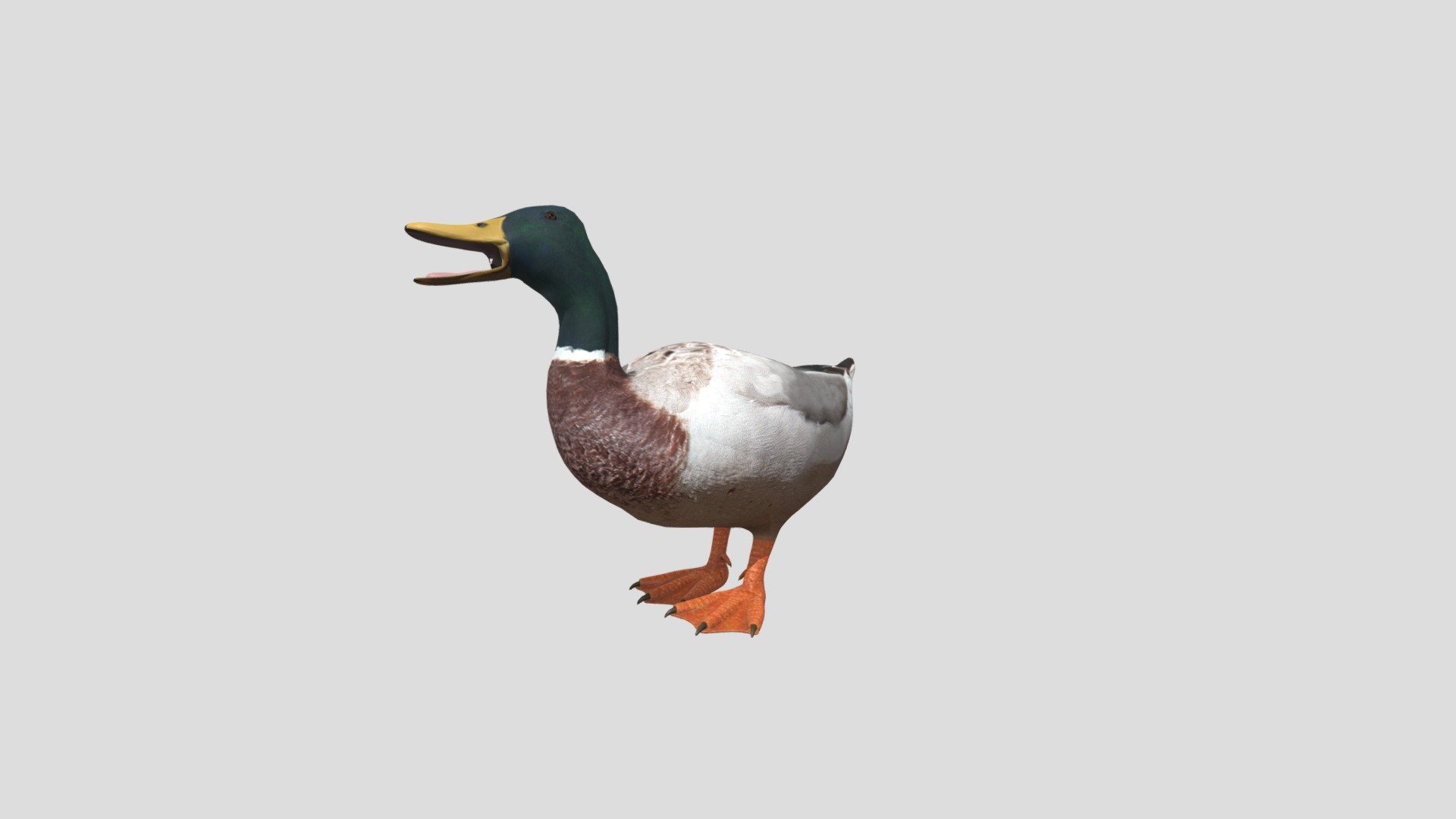 duck - Buy Royalty Free 3D model by Phil3D (@philosophie) [9964b8e ...