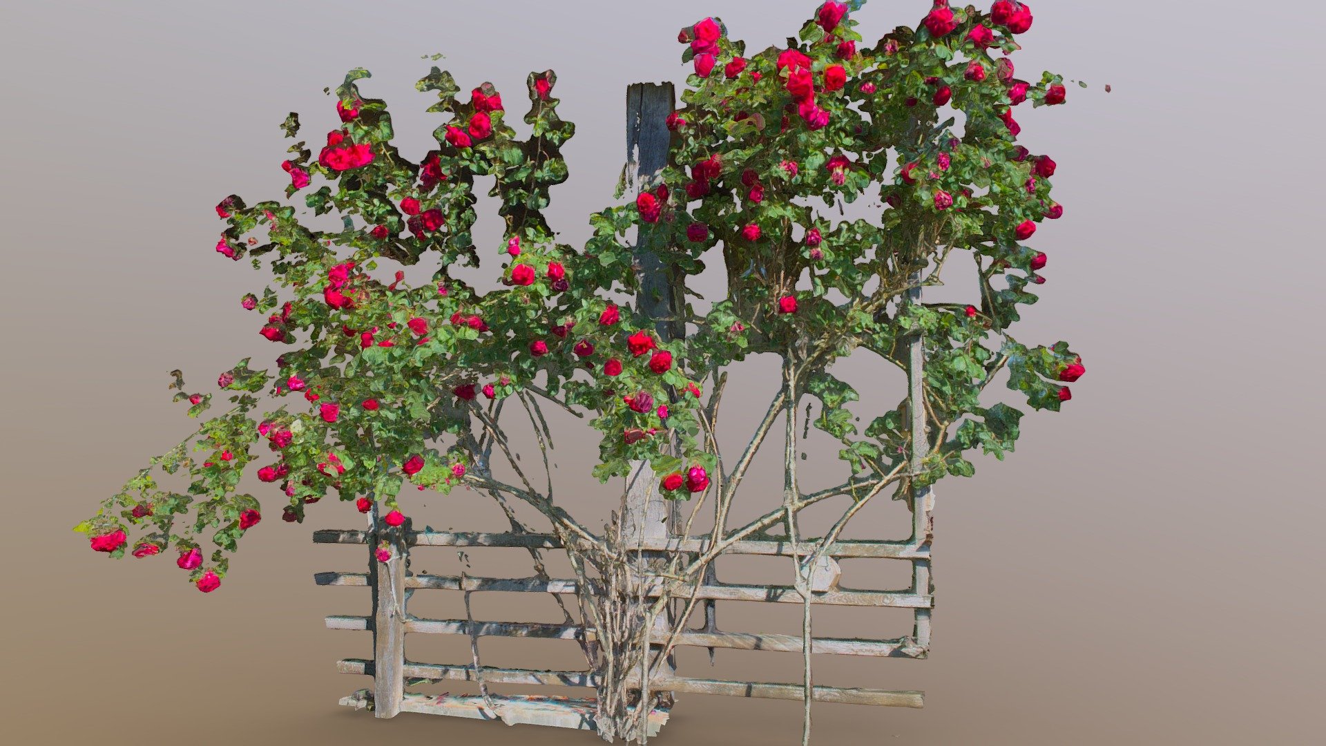 Rose bush - #AgisoftNatureChallenge - Download Free 3D model by ...