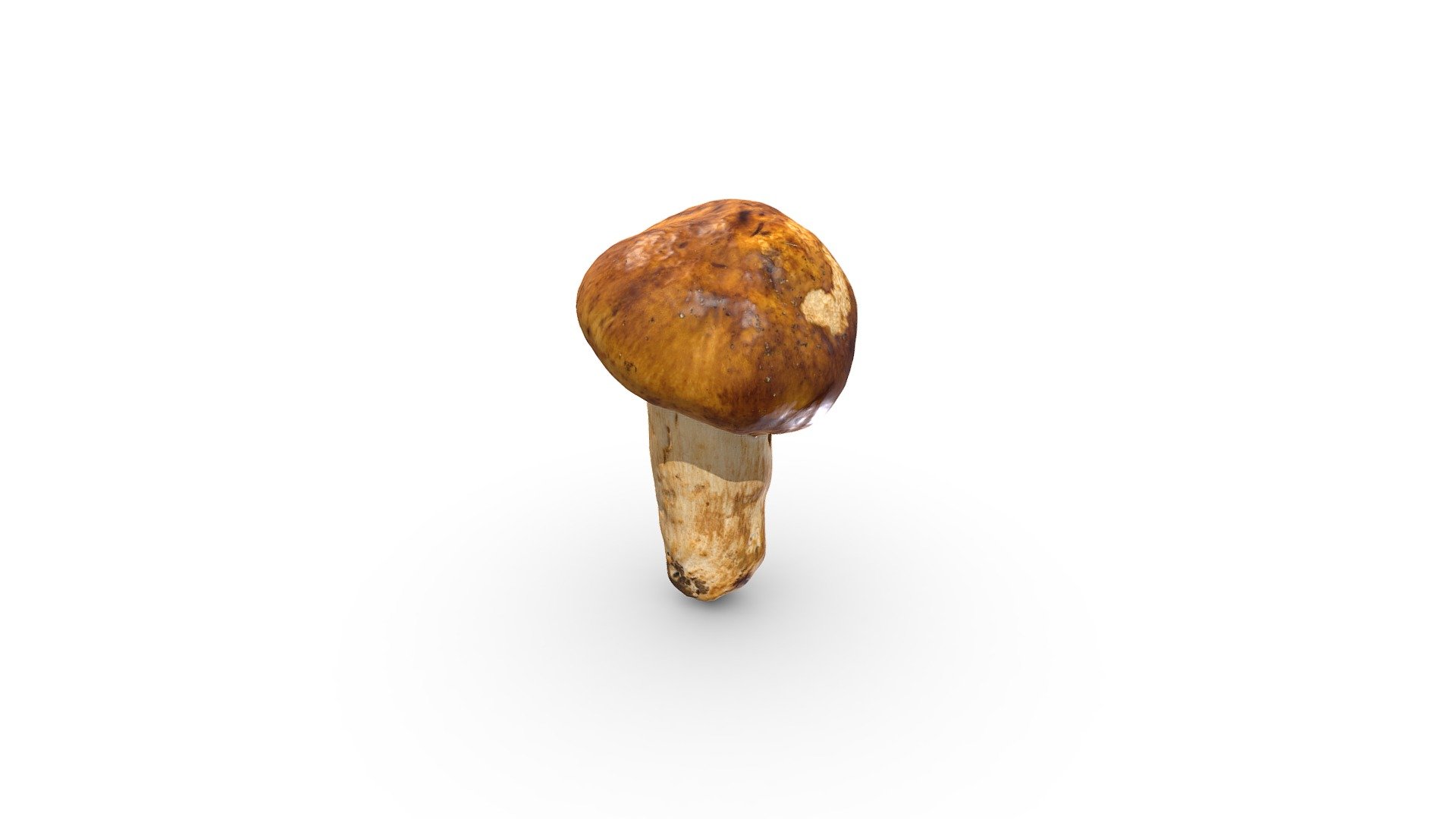 Yellow Edible Mushroom - 3D model by RawCatalog.com (@rawcatalog ...