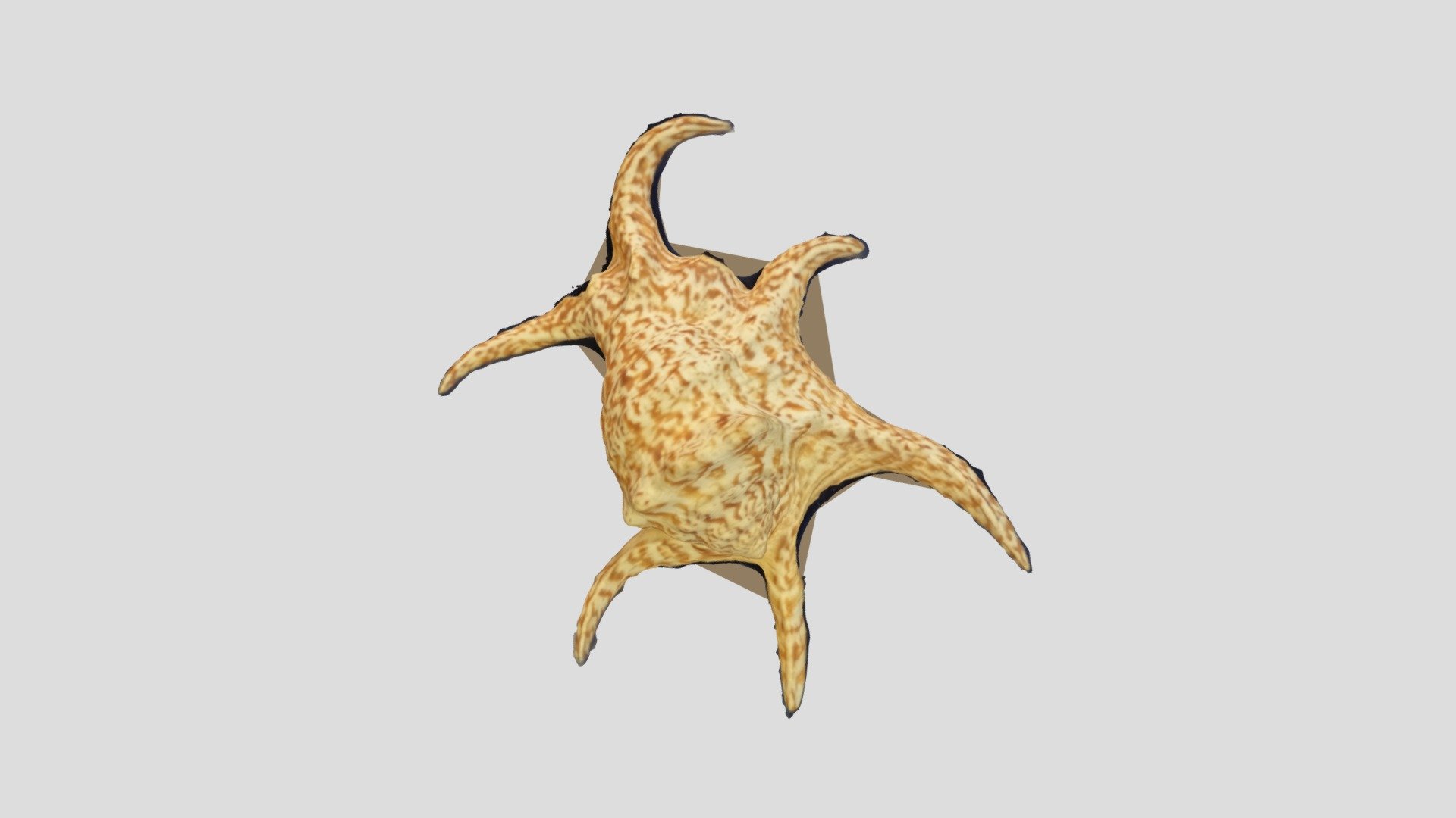 Shell - 3D model by marineaal [997208b] - Sketchfab