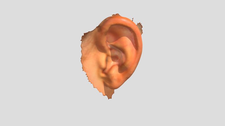 Cartilage 3D models - Sketchfab