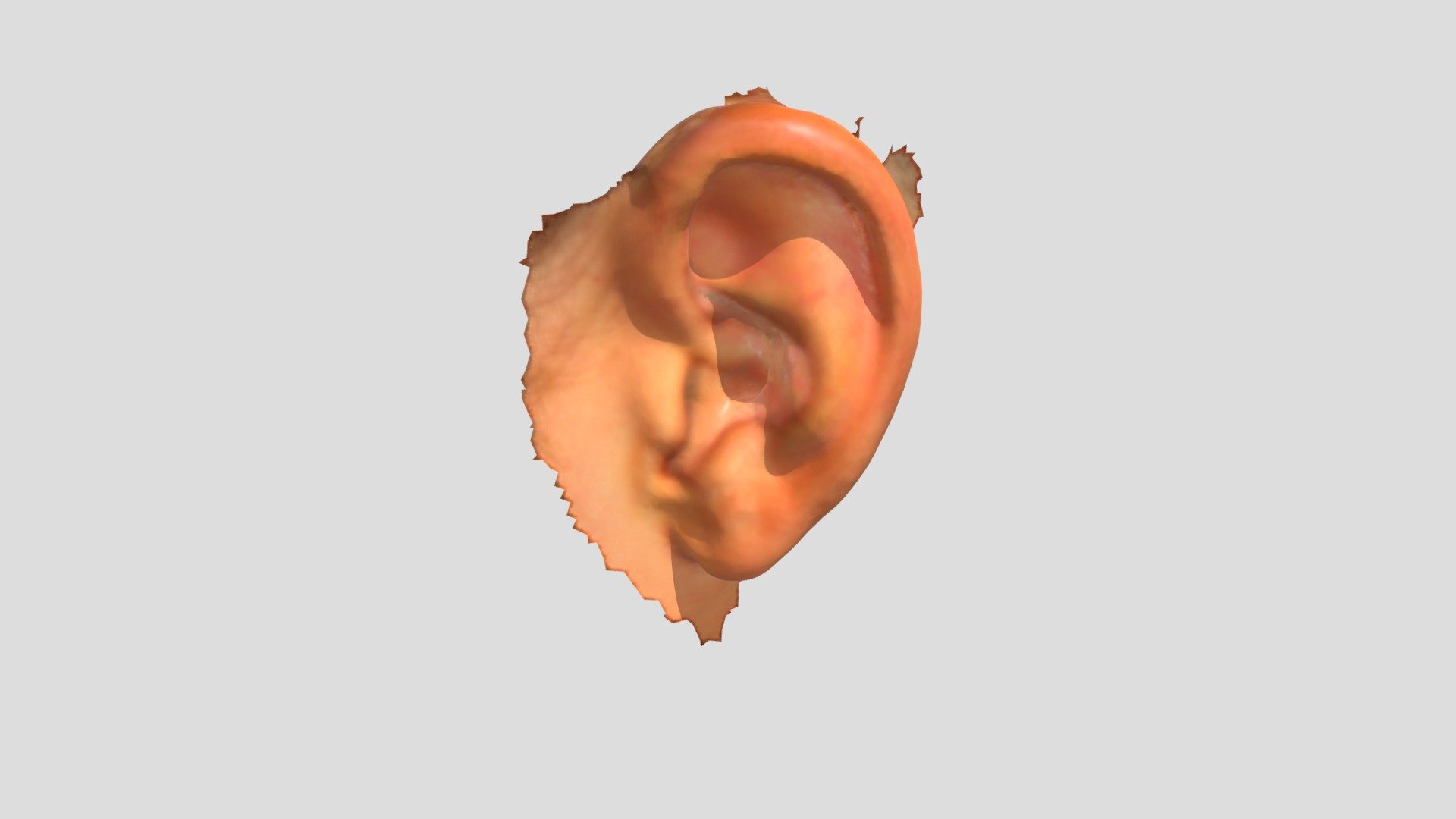 Human Ear - 3D model by SieluRoho [9978055] - Sketchfab