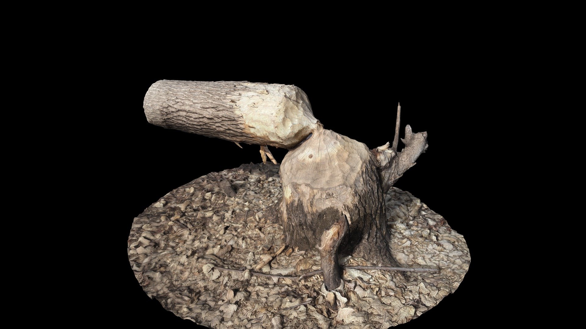 Beaver Felled Tree, Pucketville, Wisconsin - Buy Royalty Free 3D model ...