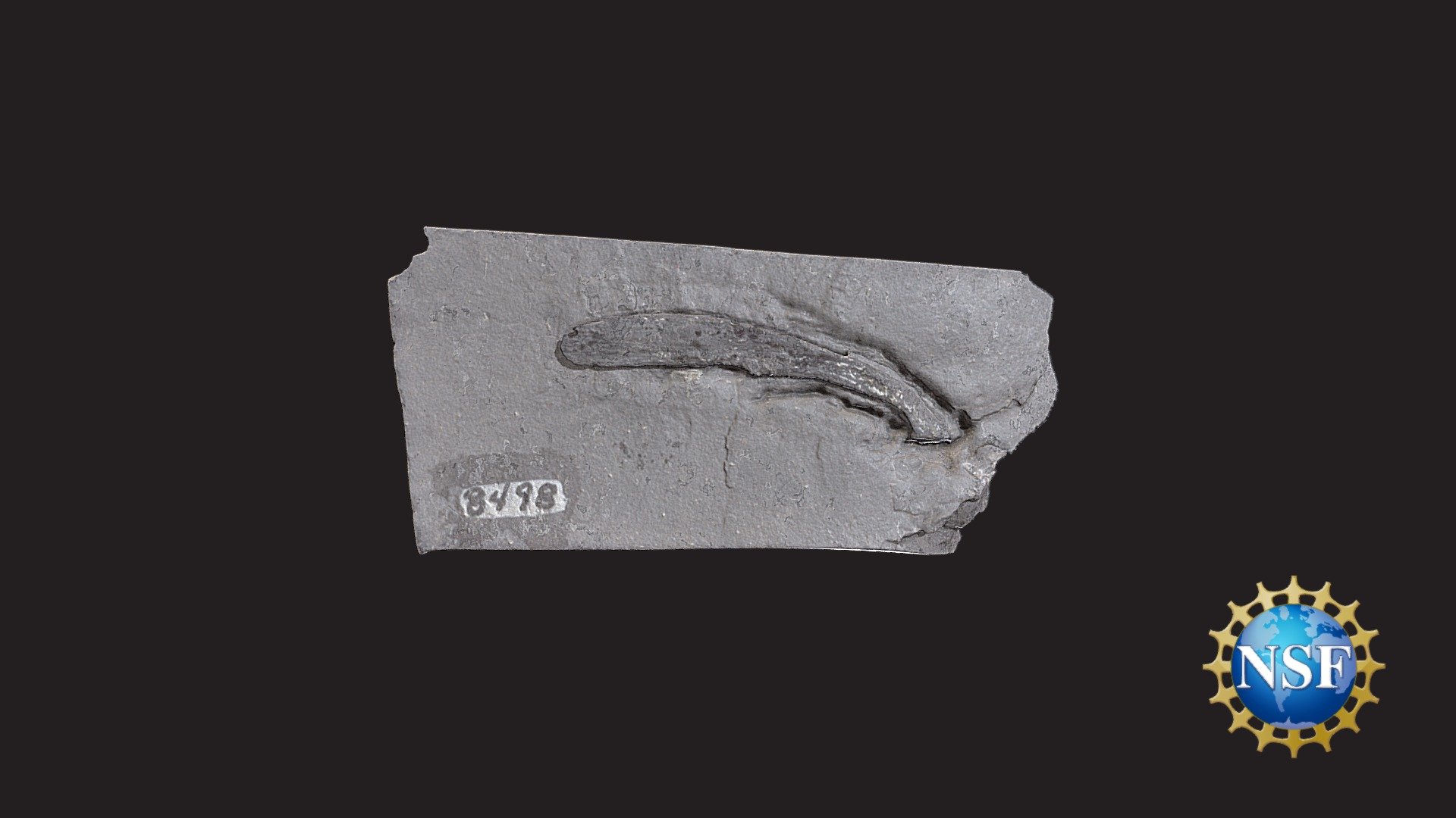 CMNH 8498 Micro Arthrodire Infragnathal - 3D model by Cleveland Museum ...