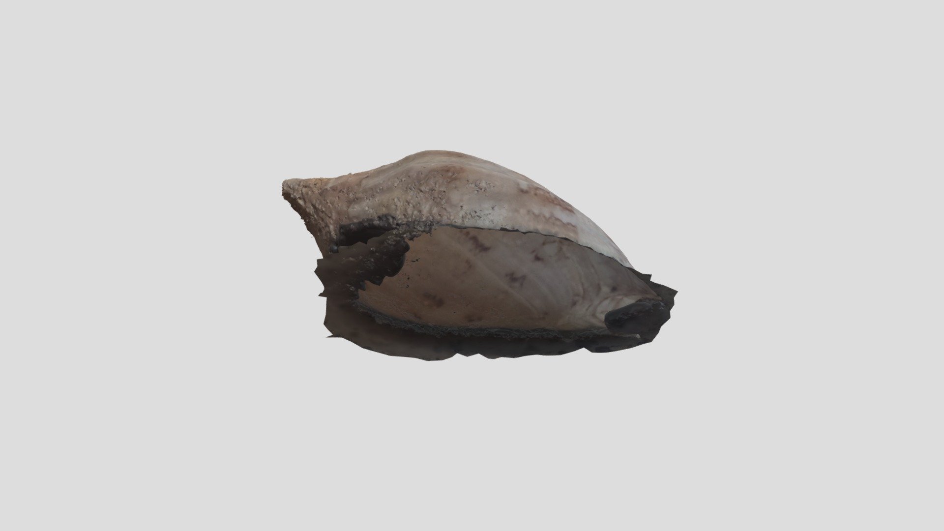 Cymbiola_magnifica_Porter_DeJarnett_Model - Download Free 3D model by ...