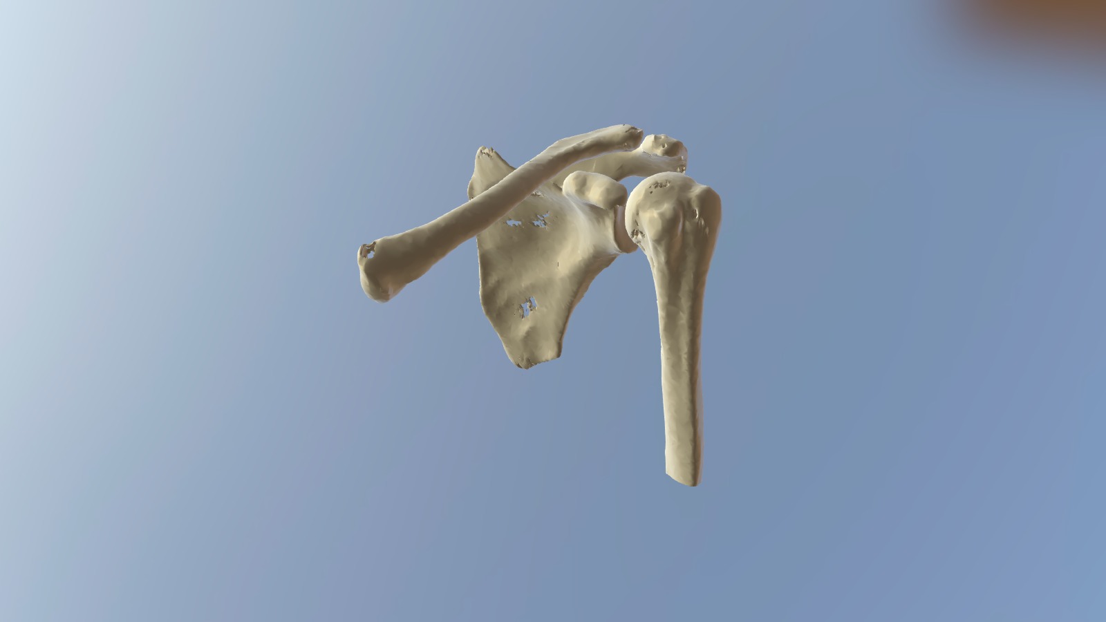 Shoulder - sku367 - 3D model by orto3d [9985472] - Sketchfab