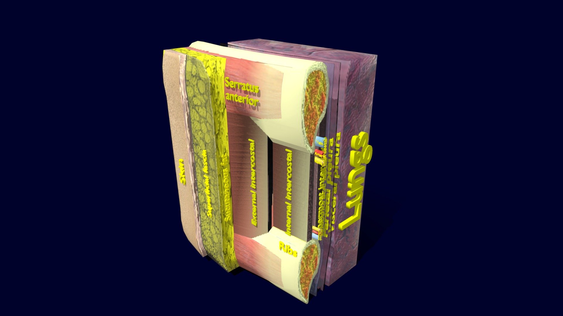 Thorax thoracic wall layers animated - Buy Royalty Free 3D model by ...