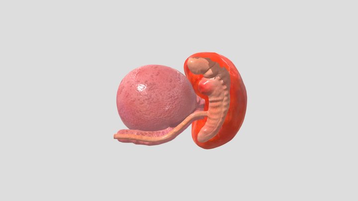 Pregnant 3D models - Sketchfab