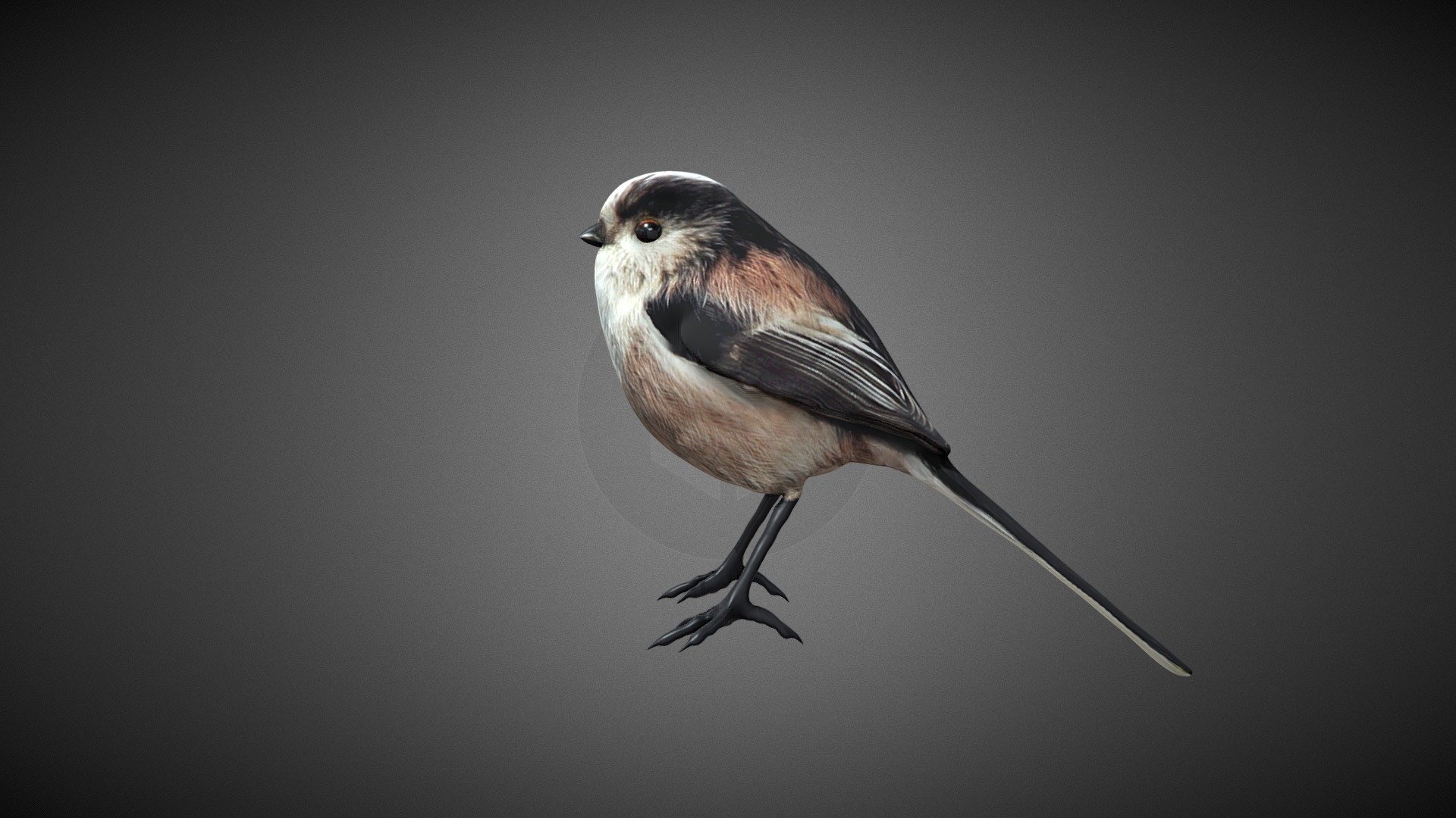 Mito (Aegithalos caudatus) - 3D model by guiadepajarosmadrid2 [9992b71 ...