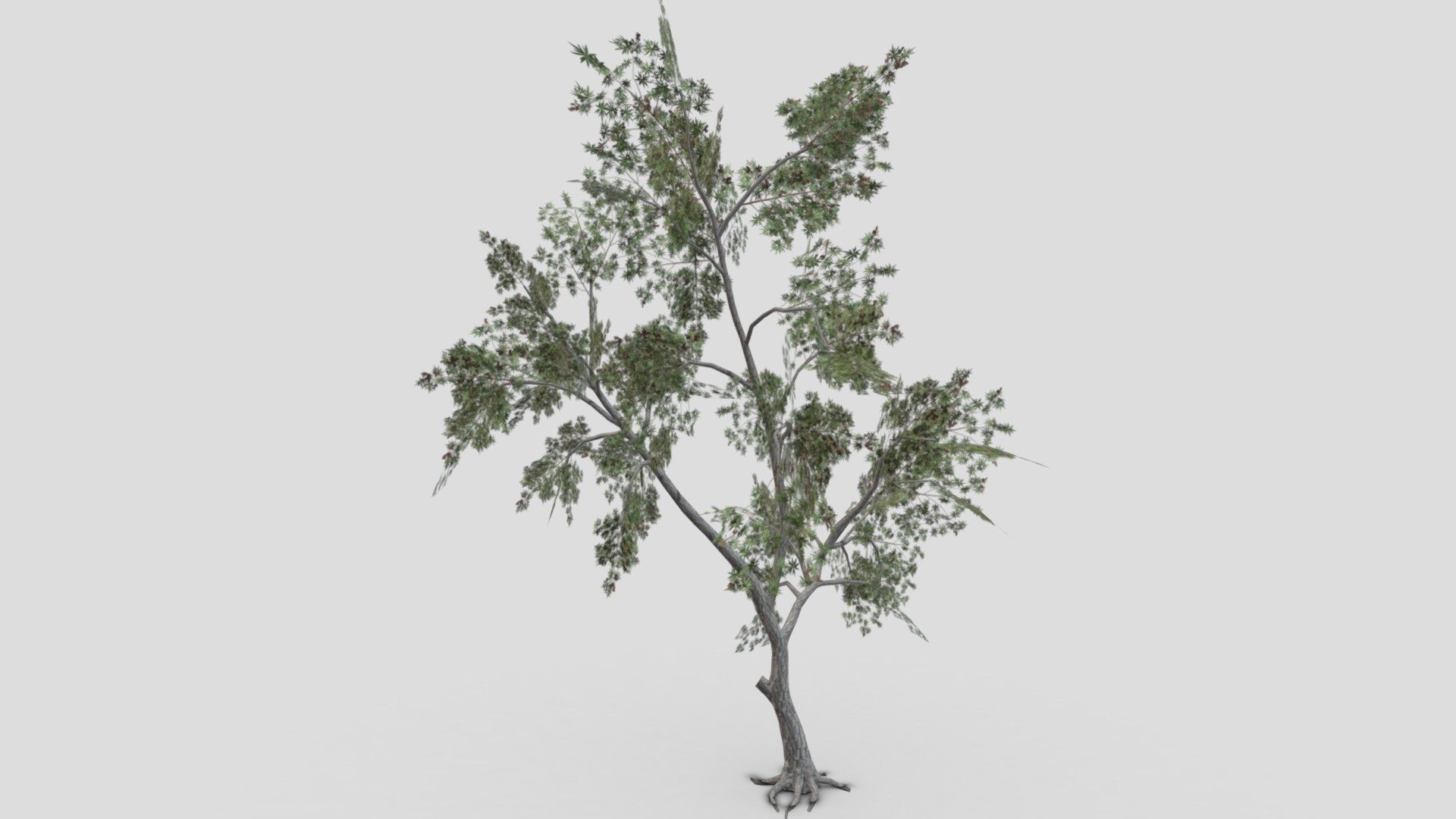 Conocarpus Tree- 05 - Buy Royalty Free 3D model by ASMA3D [99967c1 ...
