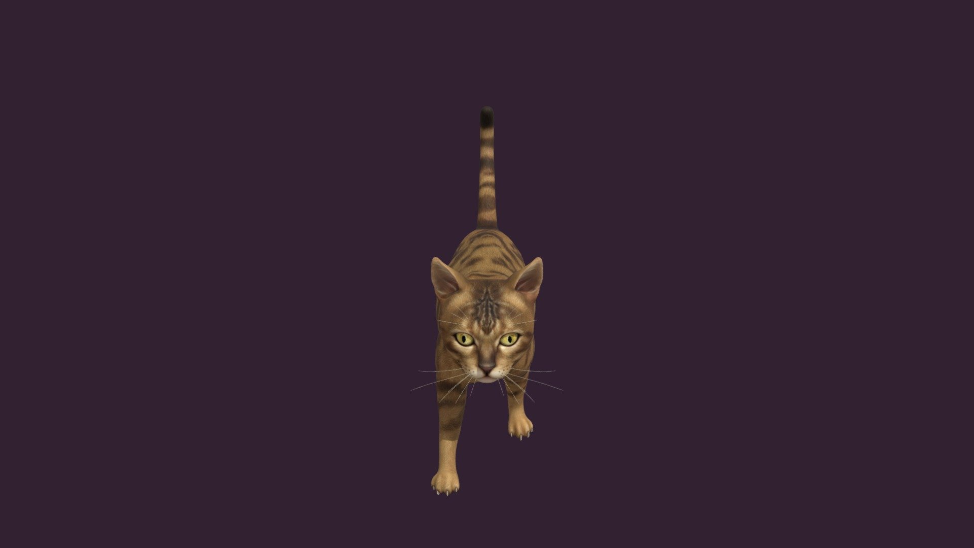 kucing - 3D model by hariatihusain1405 [999920b] - Sketchfab