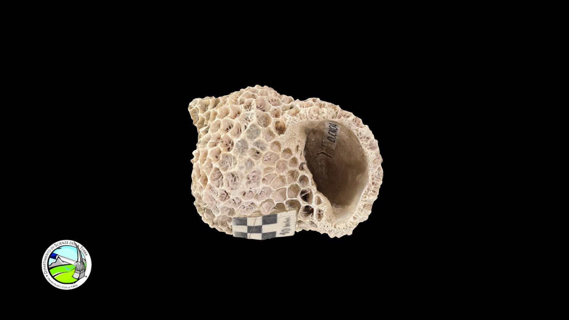 Septastrea - 3D model by Dipartimento di Scienze della Terra - UniTo ...