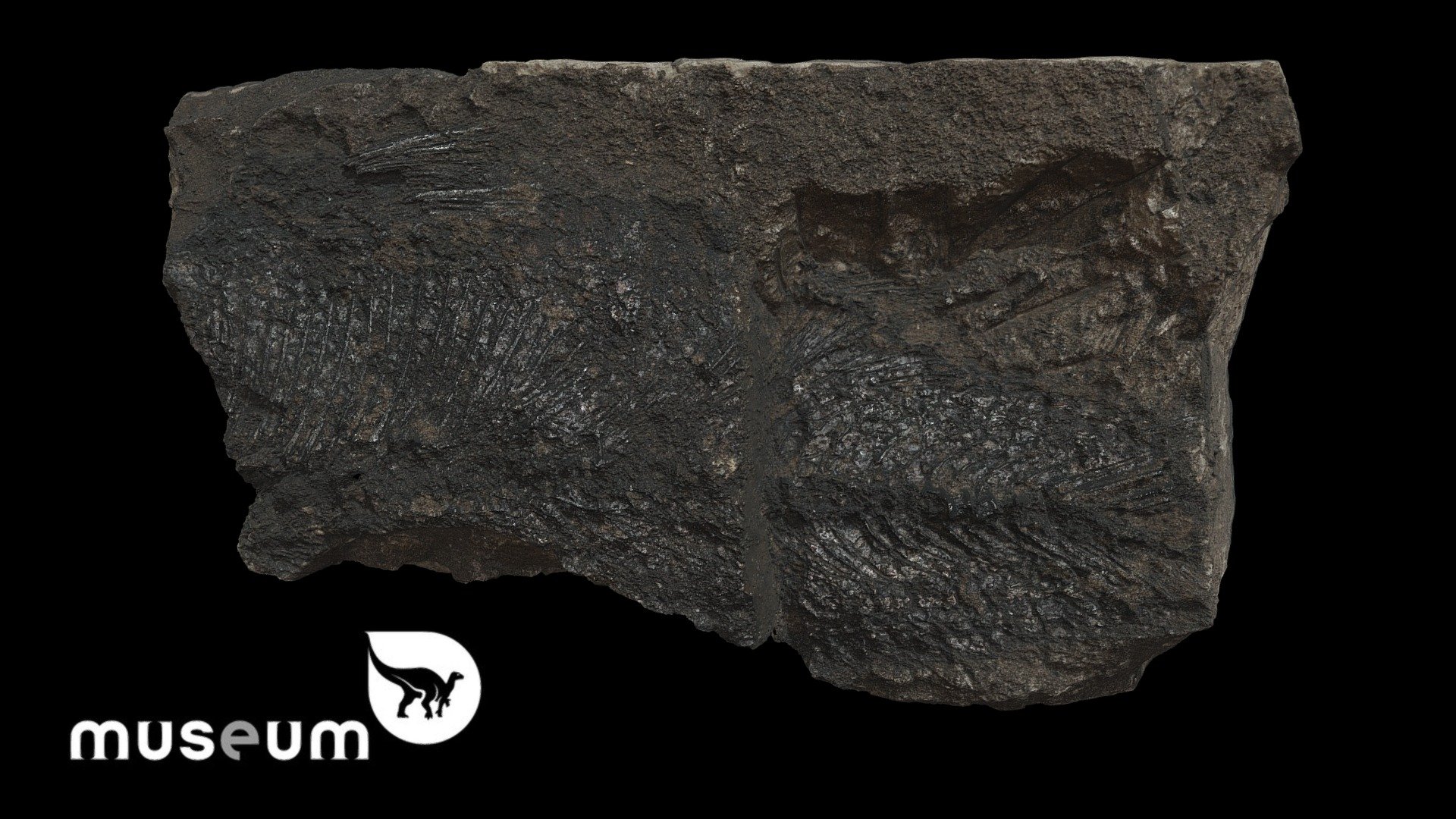 IRSNB P 03377 - Aethalionopsis robustus - 3D model by Royal Belgian ...