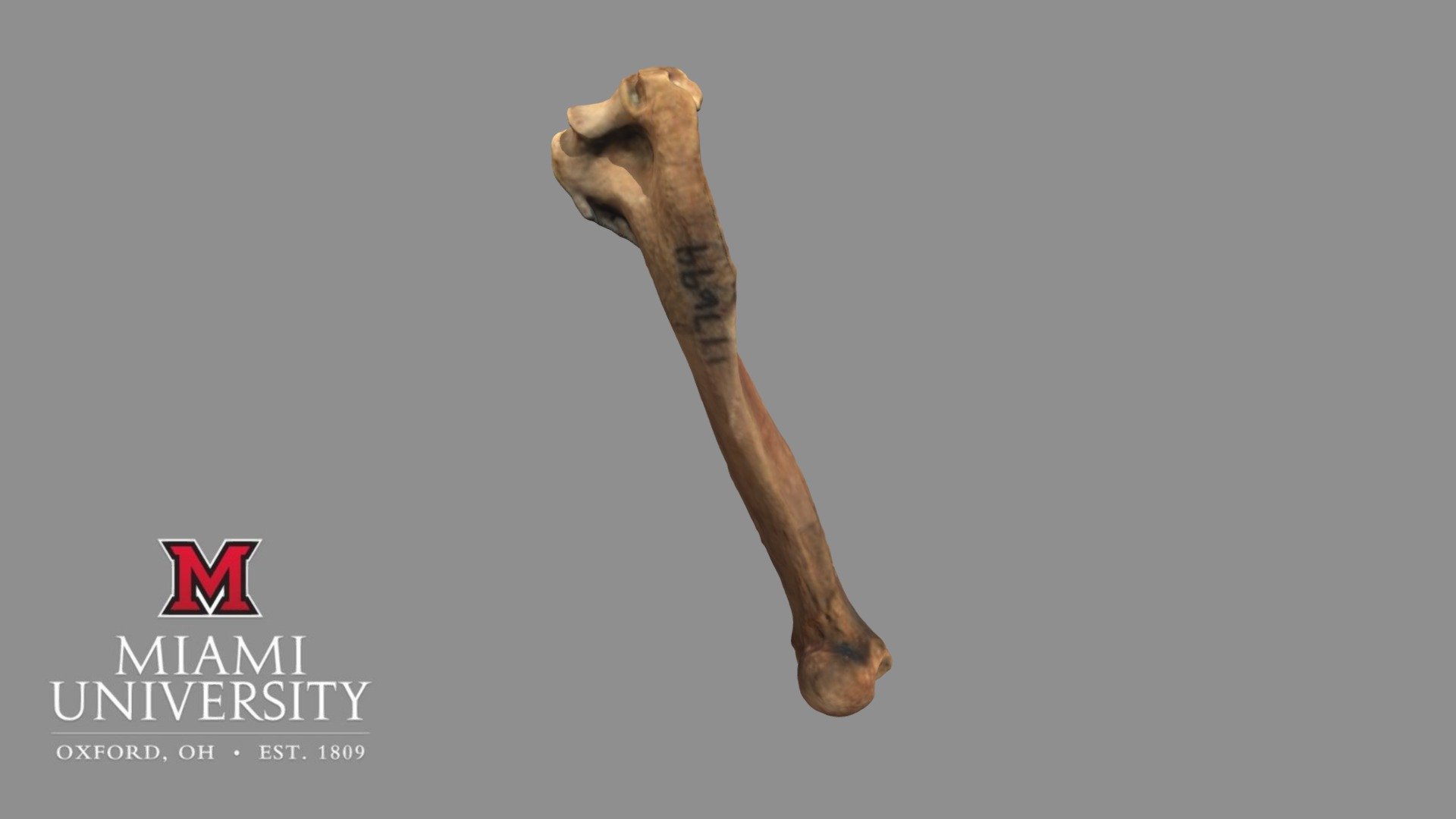 177694 Potto Humerus - Download Free 3D model by miamianthropology3d ...