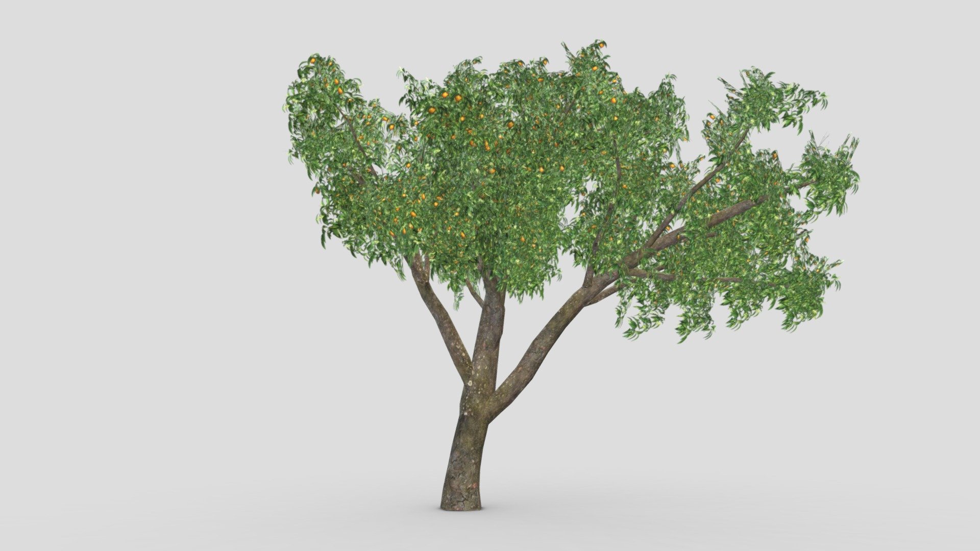 Orange Tree- S03 - Buy Royalty Free 3D model by ASMA3D [99ac241 ...