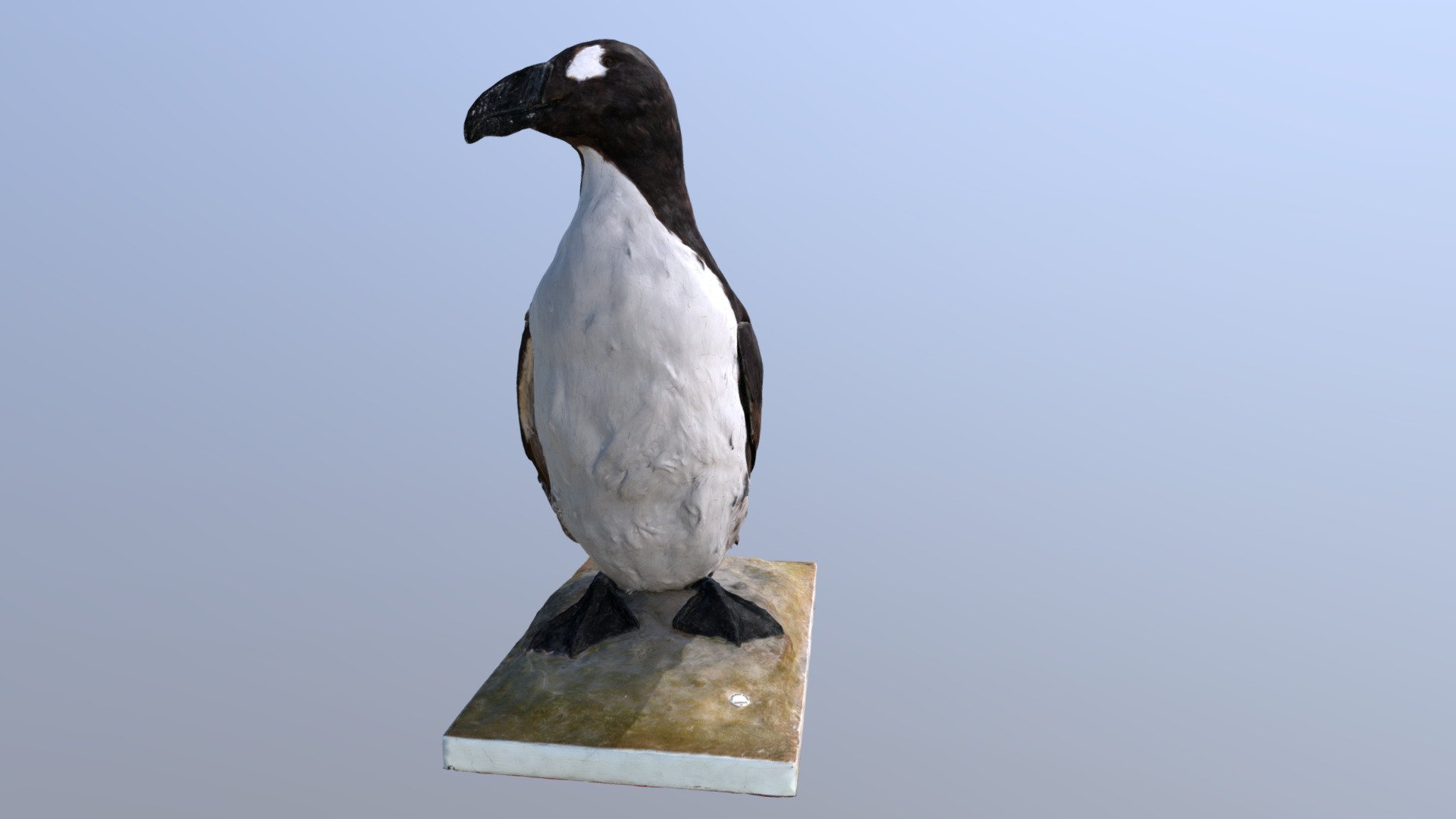 Great Auk - 3D model by Nebraska Public Media (@nebraskapublicmedia ...