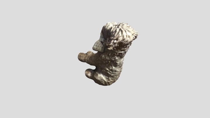 Cockapoo 3D models - Sketchfab