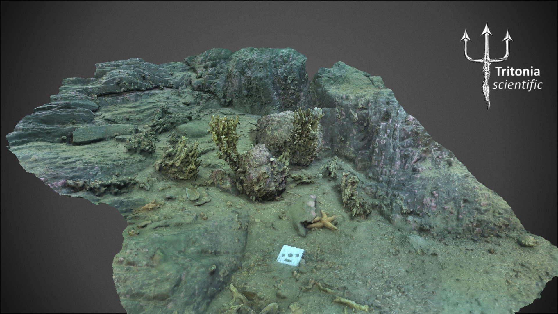 Serpulid Cove - Download Free 3D model by Tritonia (@TritoniaScientific ...