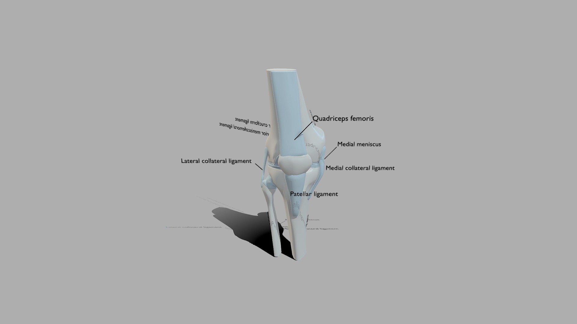 Knee - 3D model by AO3D (@AO_Video_3D) [99d1c48] - Sketchfab