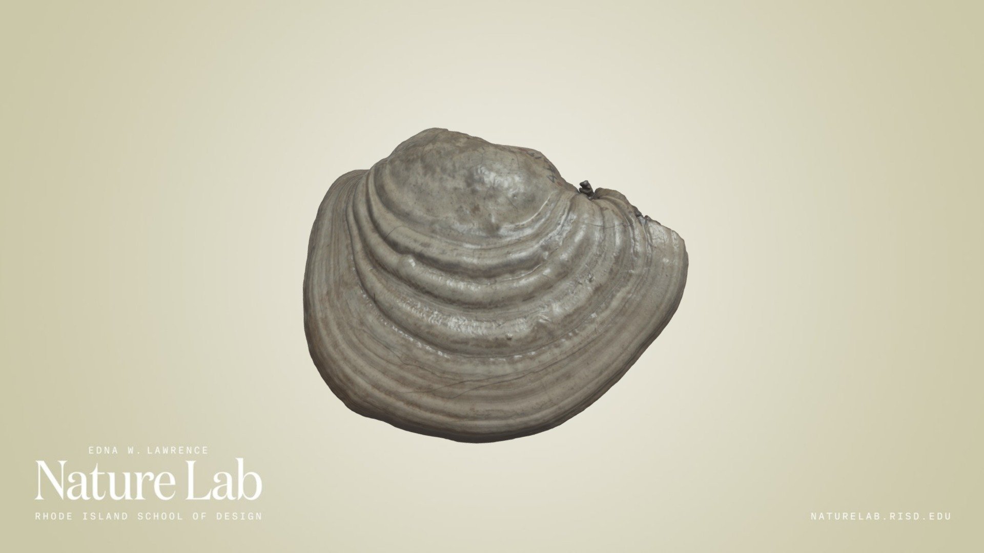 Shelf Mushroom Download Free 3d Model By Risd Nature Lab