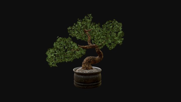Japanese-tree 3D models - Sketchfab