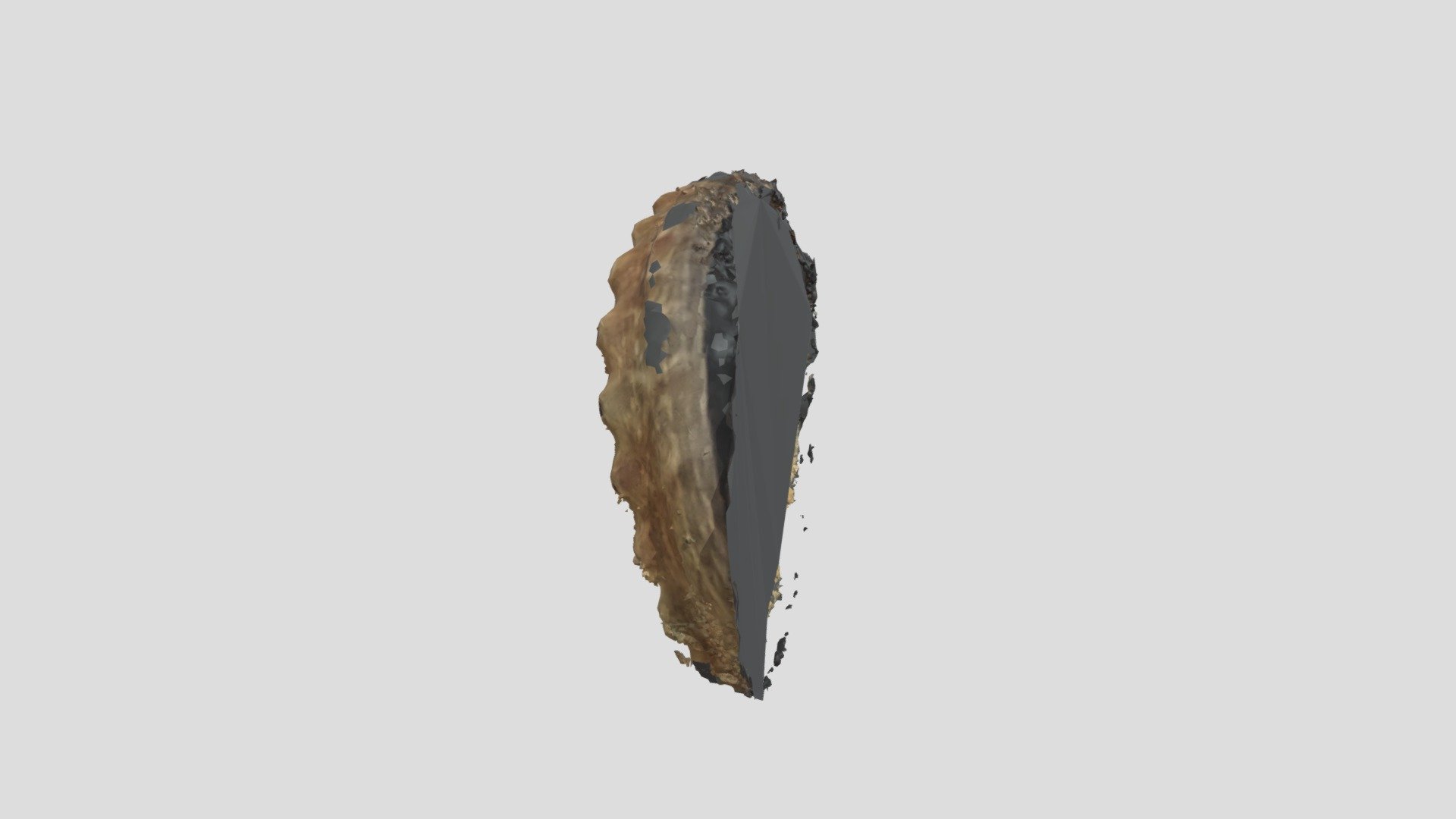 shell_model - 3D model by MAM140000000 [99d6664] - Sketchfab