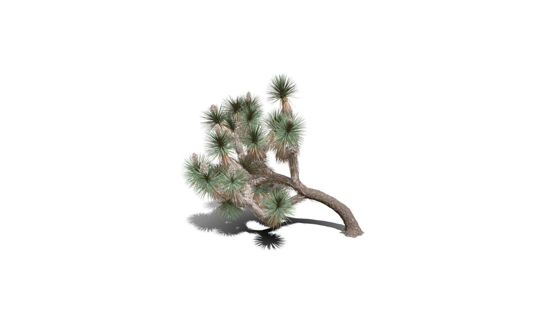 Realistic HD Joshua tree (9/30) - Download Free 3D model by ...