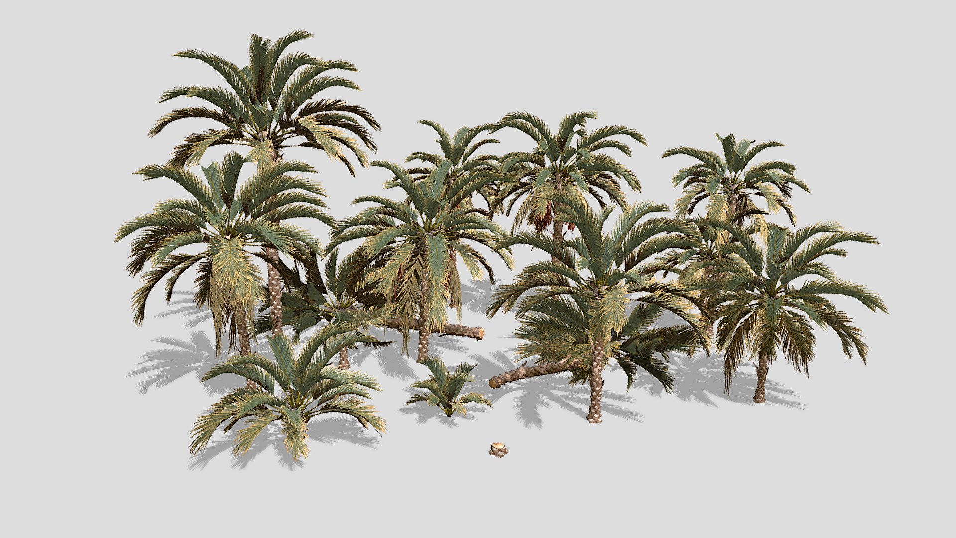 Date Palm Pack - 3D model by evolveduk [99e6ed6] - Sketchfab