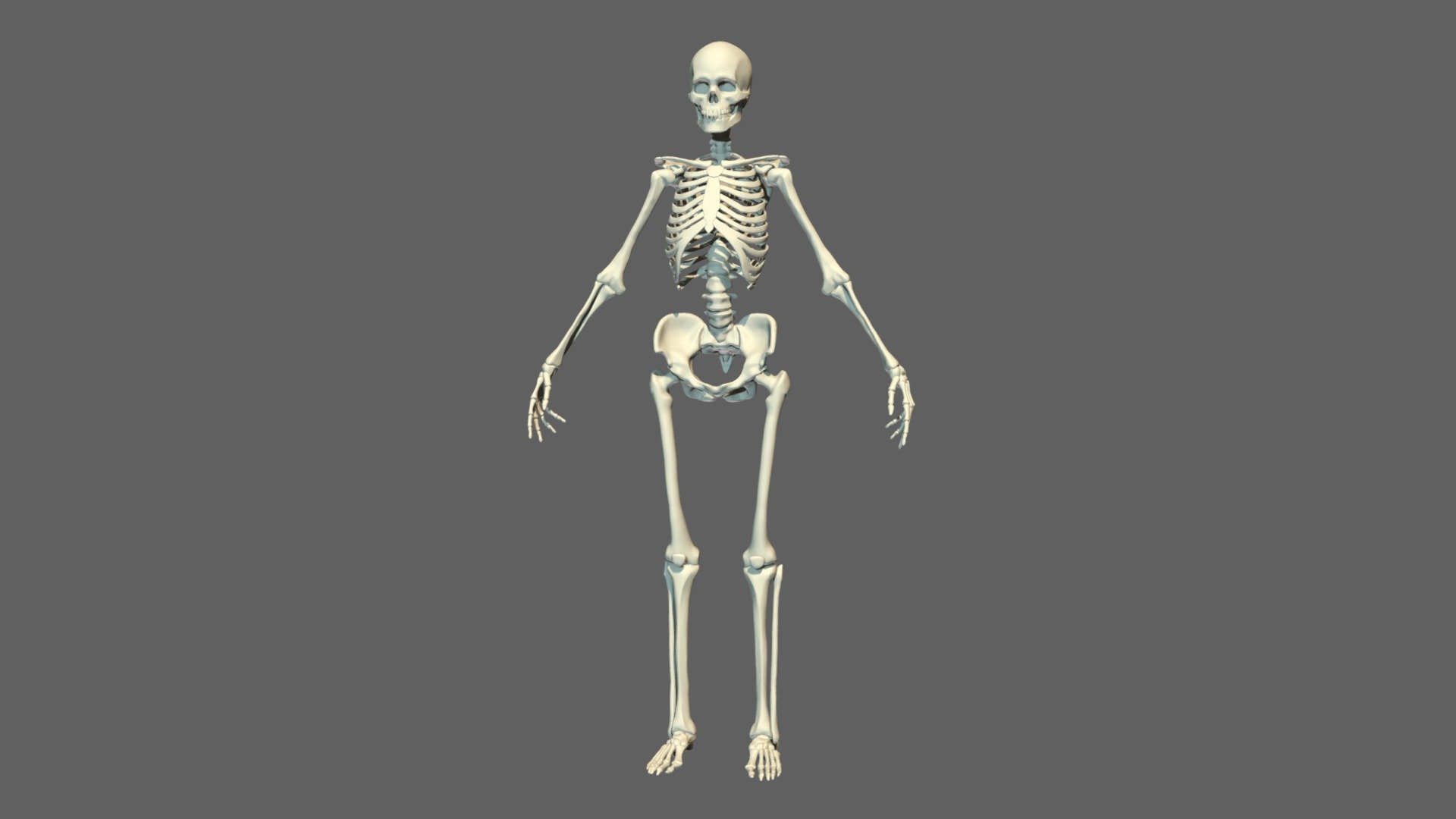 Skella - 3D model by nikohard [99e95fa] - Sketchfab